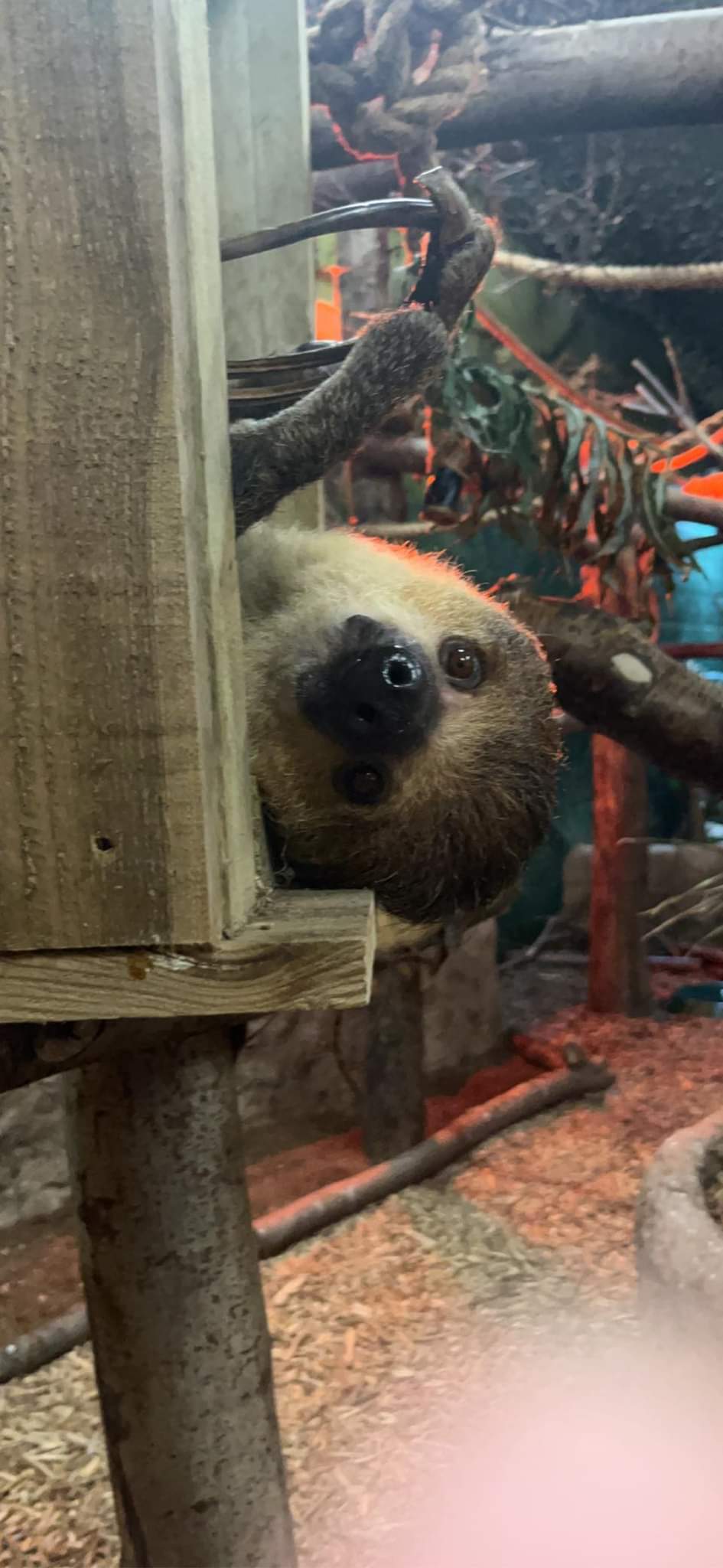 Sloth Experience UK • Meet a Sloth at Folly Farm Wales