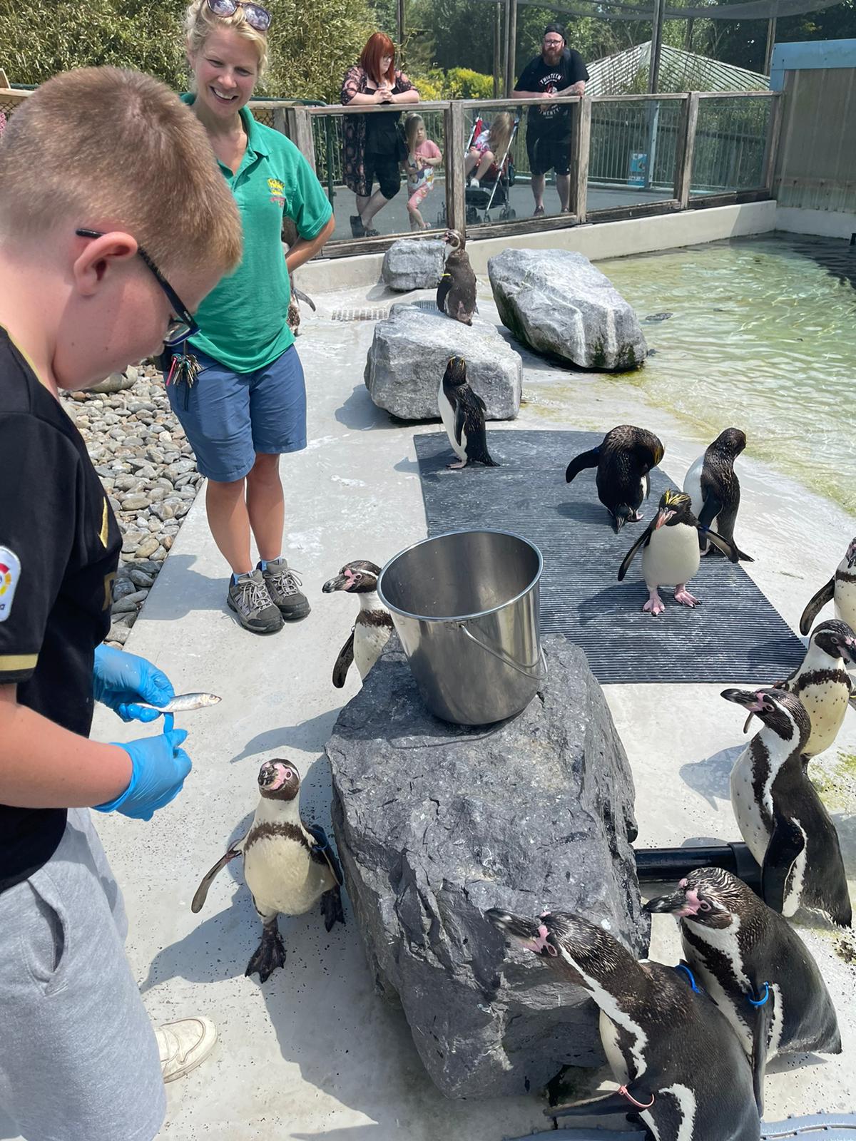 Penguin Experience UK • Feed the Penguins at Folly Farm