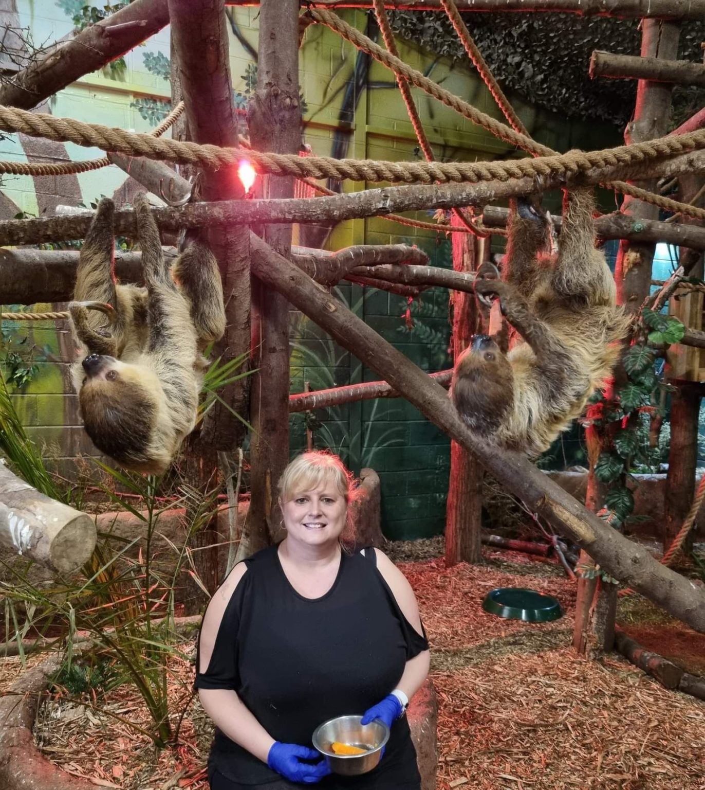 Sloth Experience UK • Meet a Sloth at Folly Farm Wales