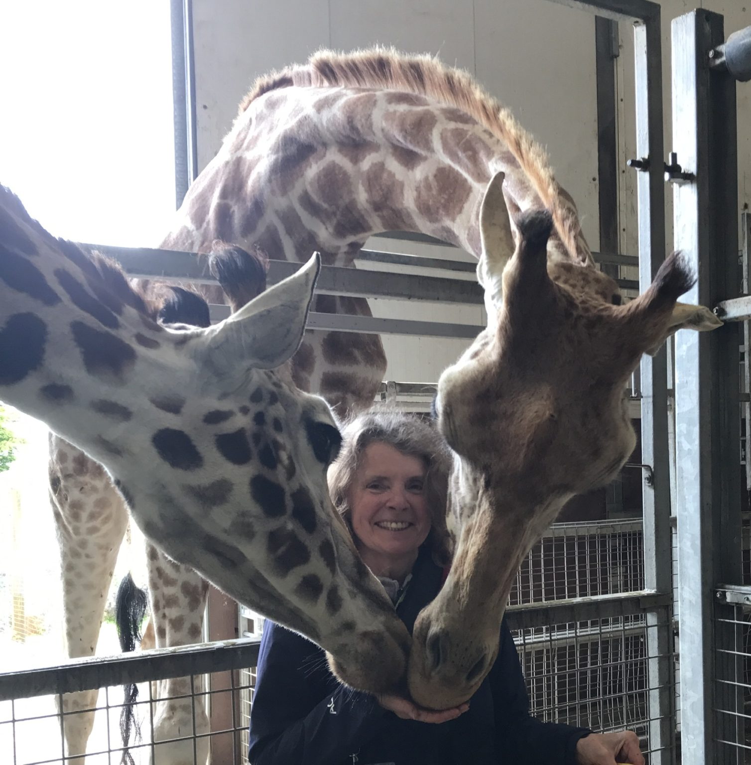 Giraffe Experience UK • Feed Giraffes at Folly Farm