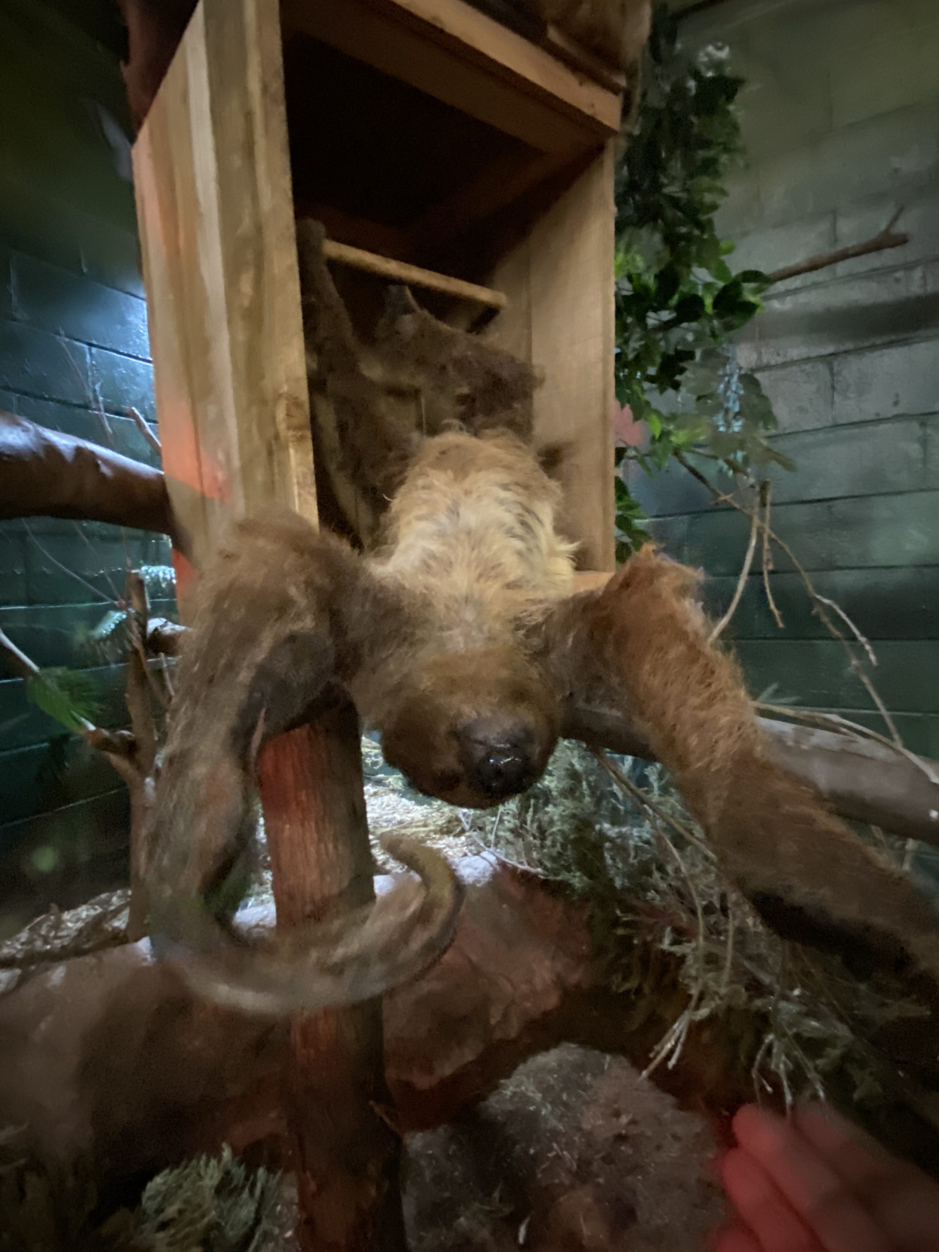 Sloth Experience UK • Meet a Sloth at Folly Farm Wales