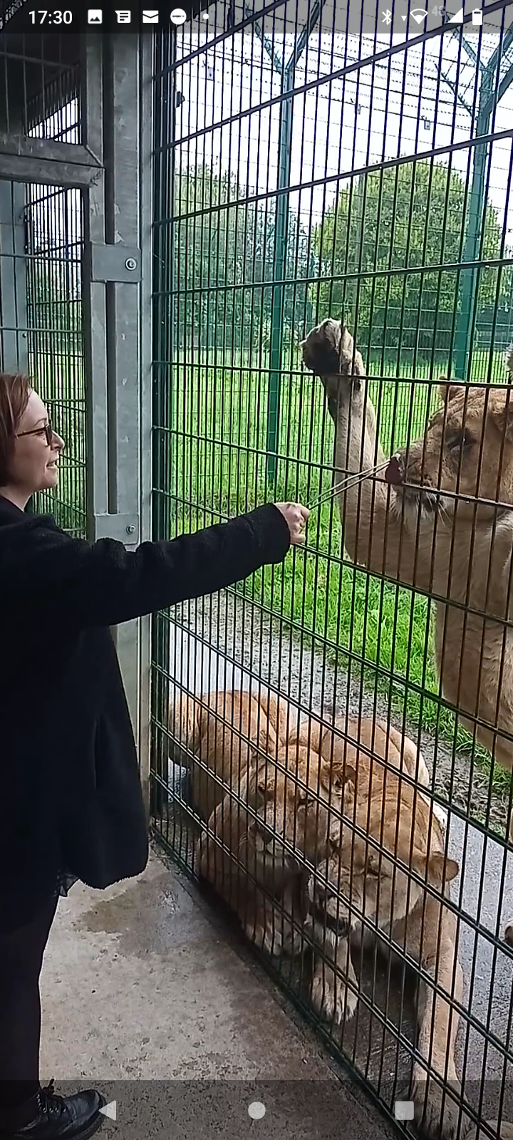 Lion Experience UK • Lion Feeding at Folly Farm