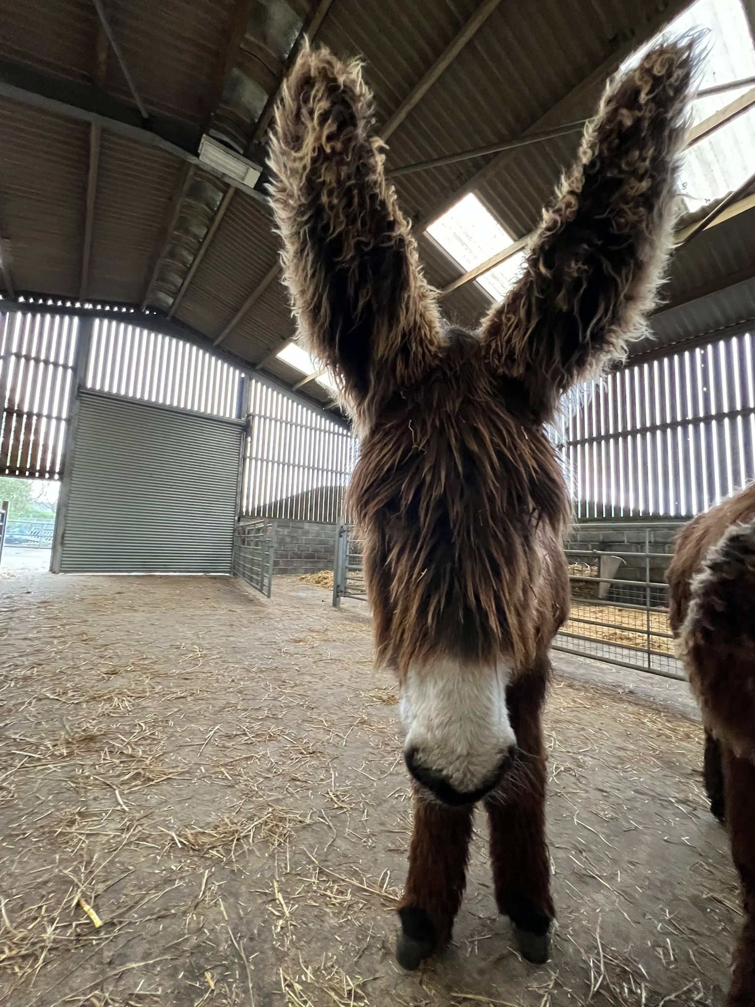 Rare Poitou Donkeys Arrive at Folly Farm • Folly Farm