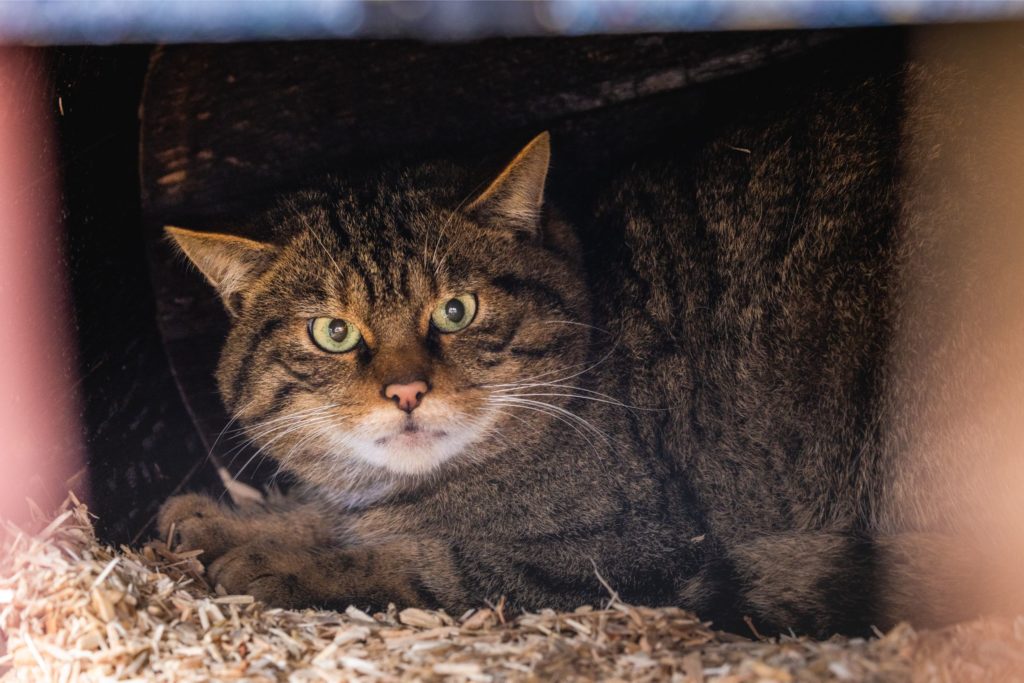 The Welsh Wildcat Story • Folly Farm Conservation