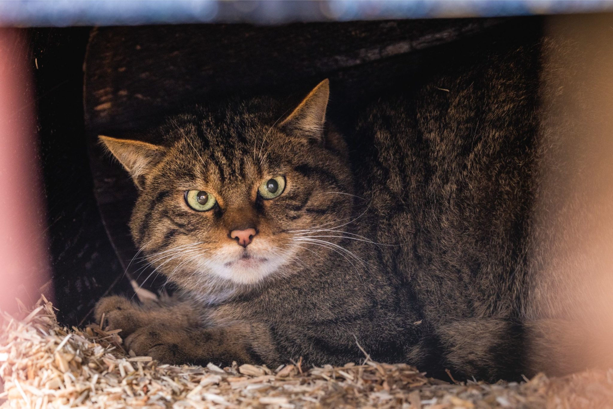 The Welsh Wildcat Story • Folly Farm Conservation