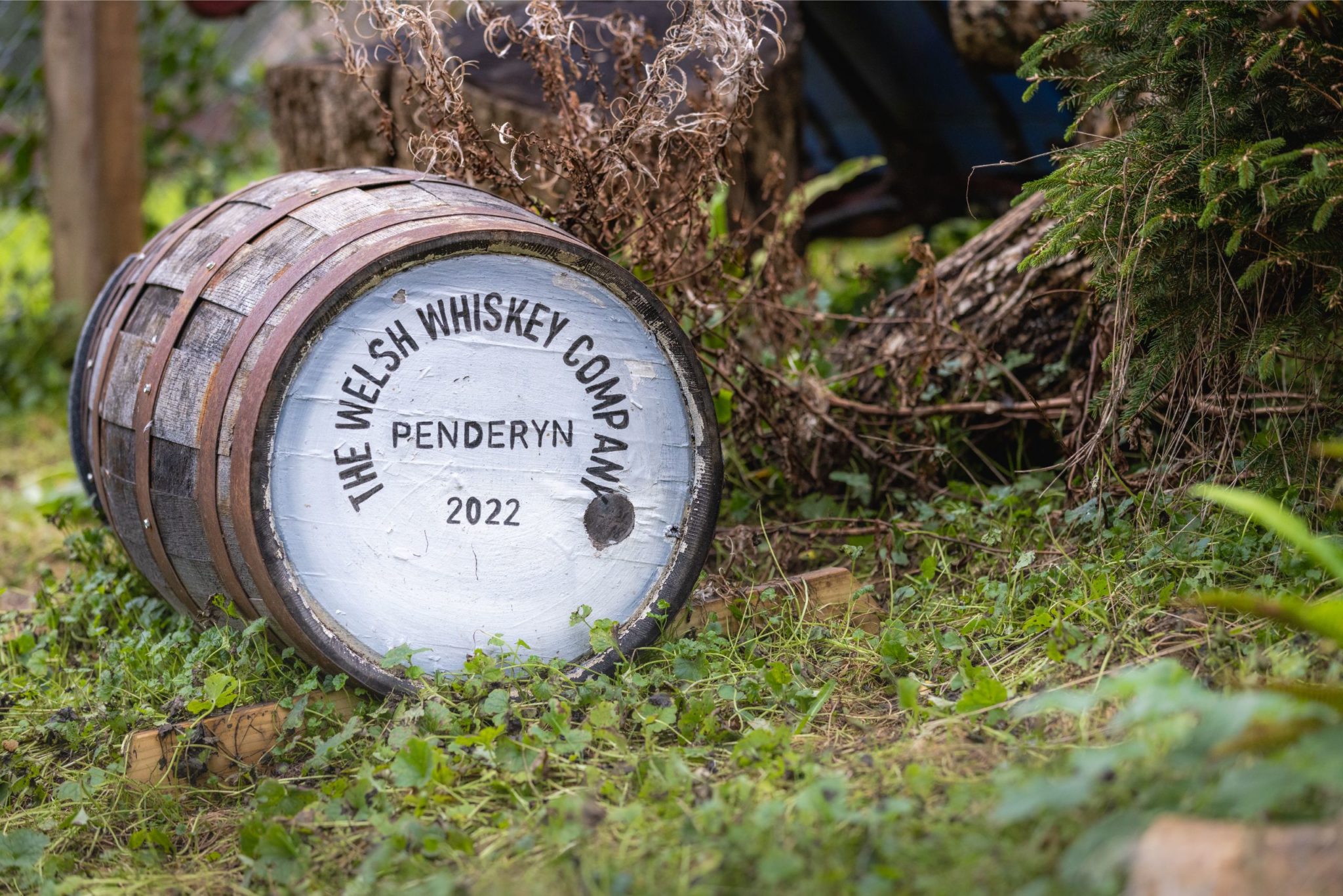 The Welsh Wildcat Story • Folly Farm Conservation