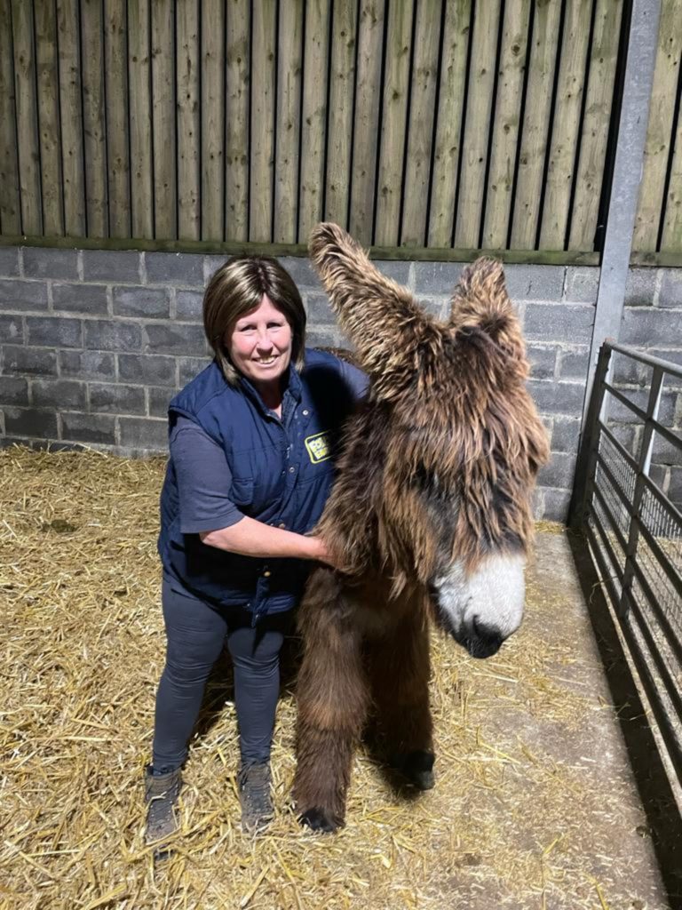 Rare Poitou Donkeys Arrive at Folly Farm • Folly Farm