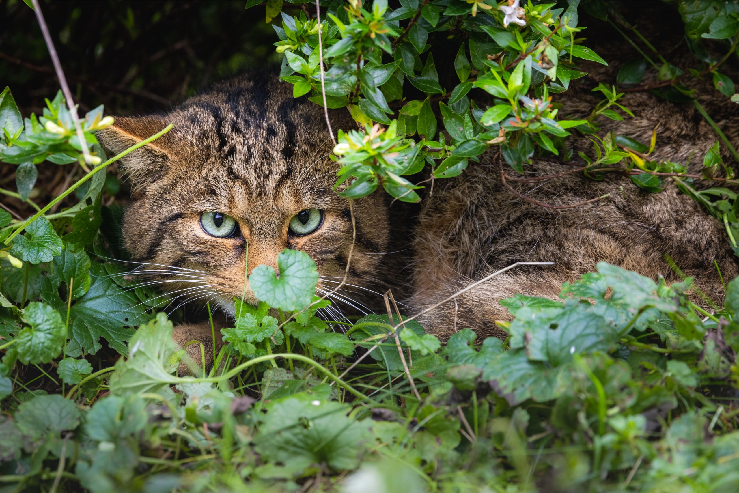 The Welsh Wildcat Story • Folly Farm Conservation