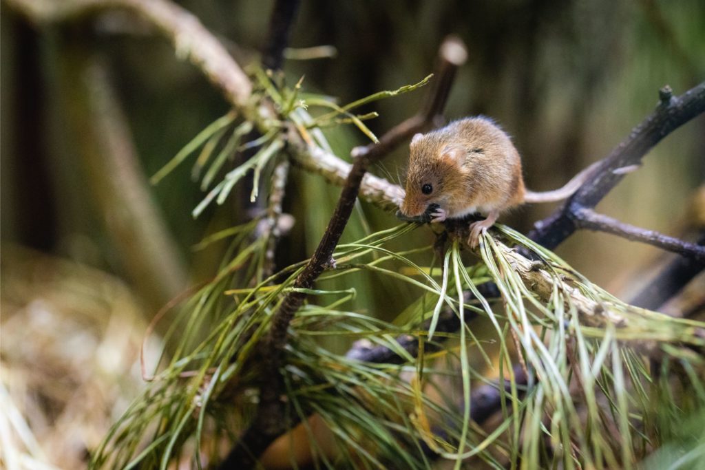 The Welsh Wildcat Story • Folly Farm Conservation