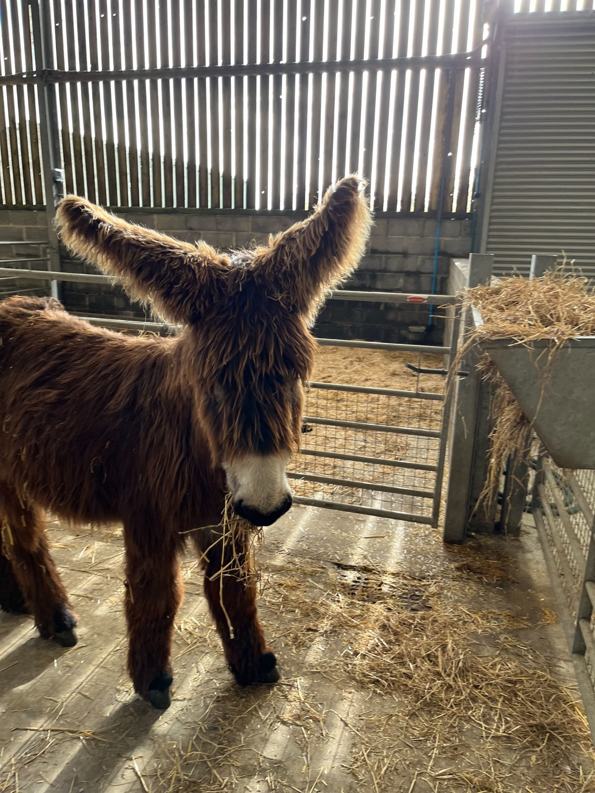 Rare Poitou Donkeys Arrive at Folly Farm • Folly Farm