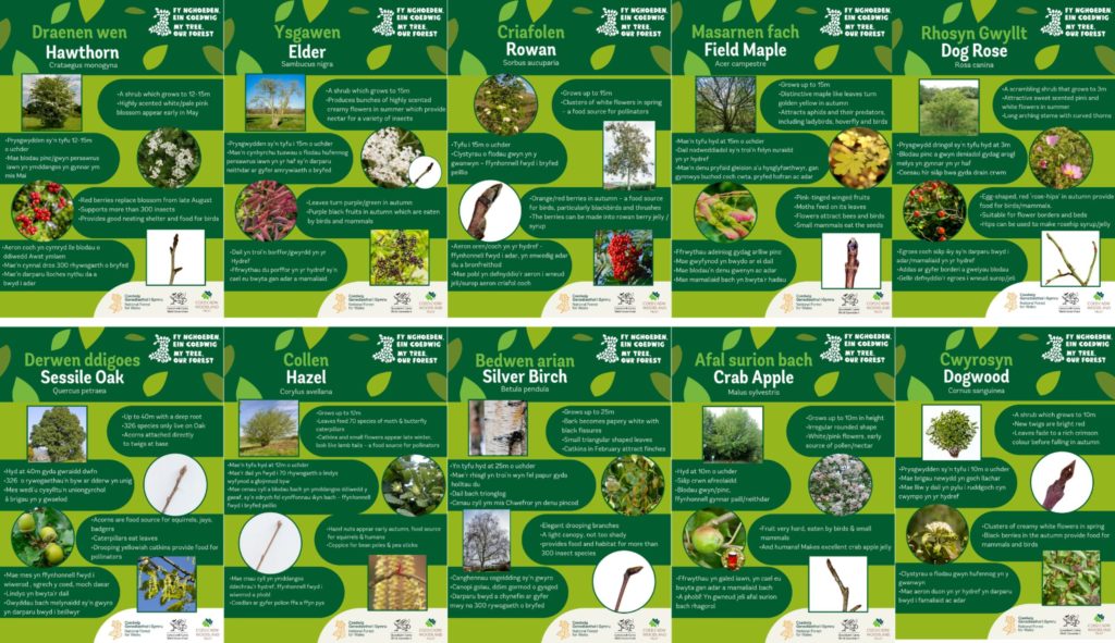 My Tree Our Forest • Folly Farm Conservation