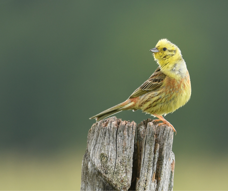 February's Big Farmland Bird Count! • Folly Farm
