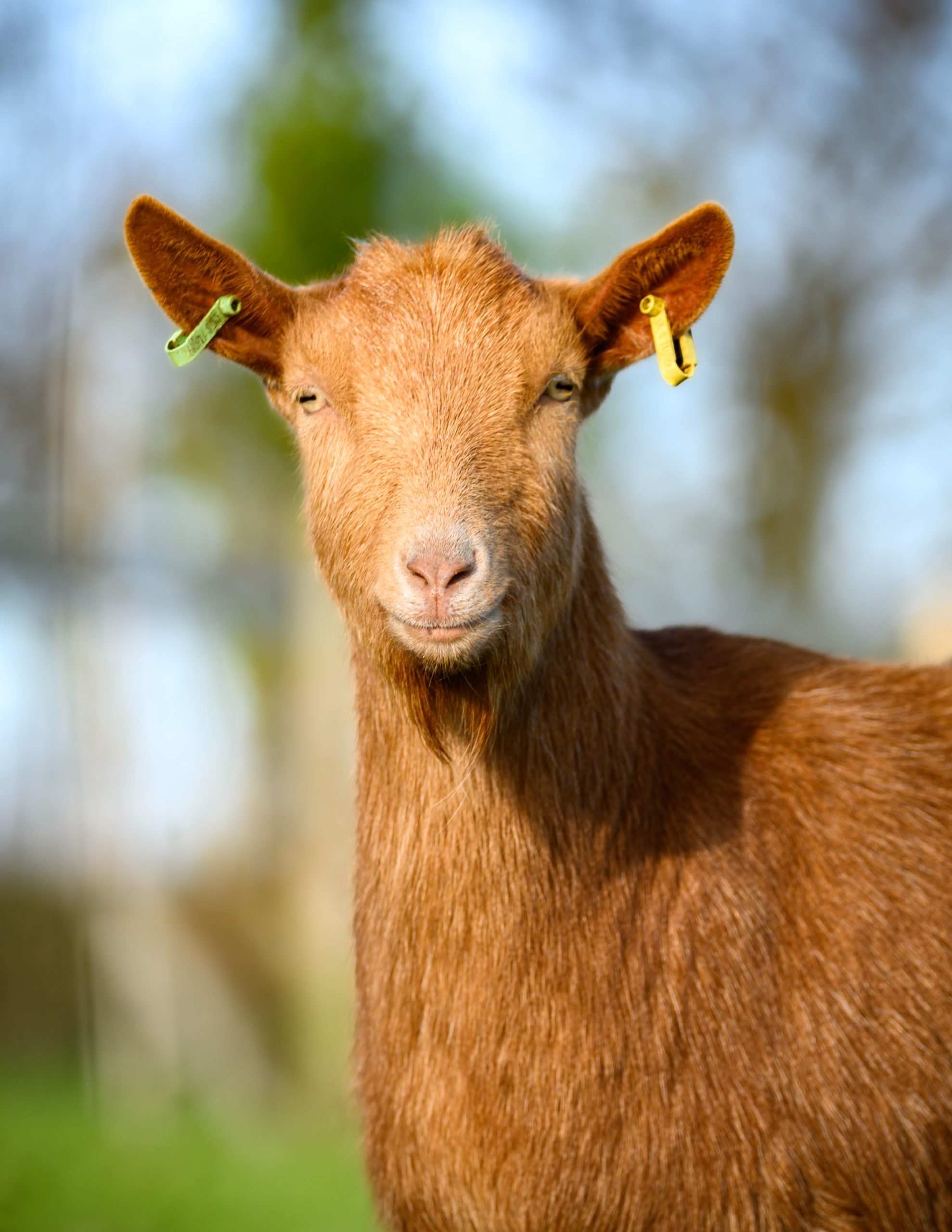 Bottle Feed The Goats at Folly Farm Adventure Park & Zoo