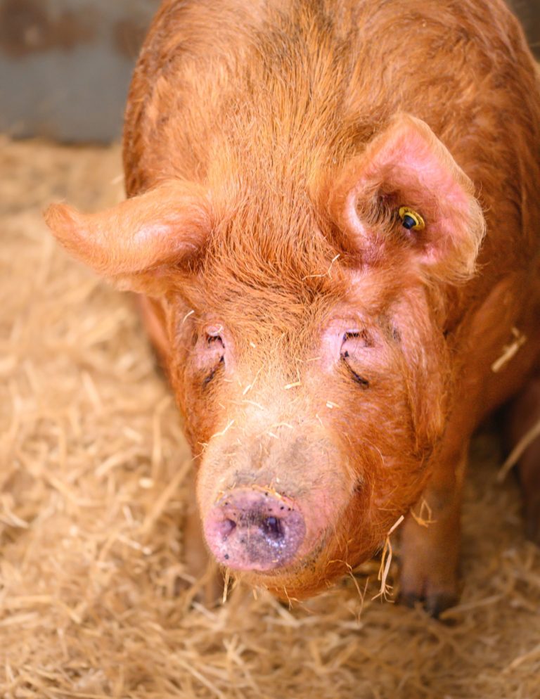 List of Farm Animals at Folly Farm • Farm animals A to Z