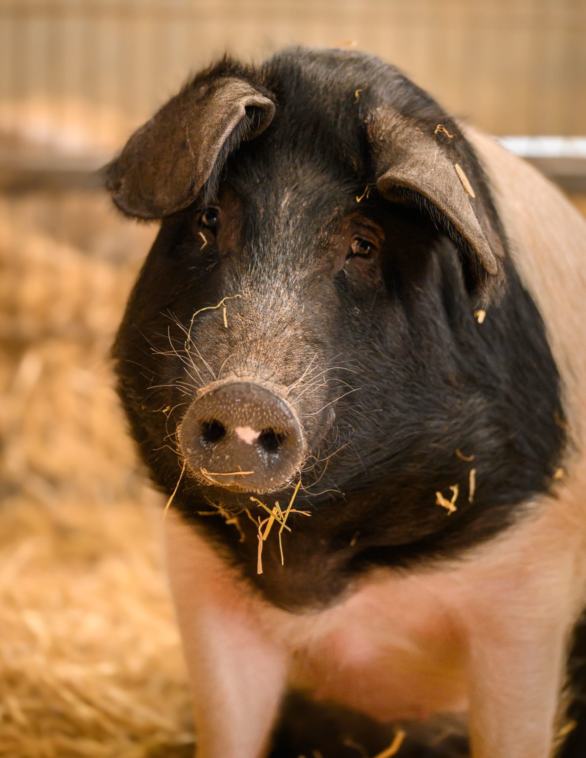 List of Farm Animals at Folly Farm • Farm animals A to Z