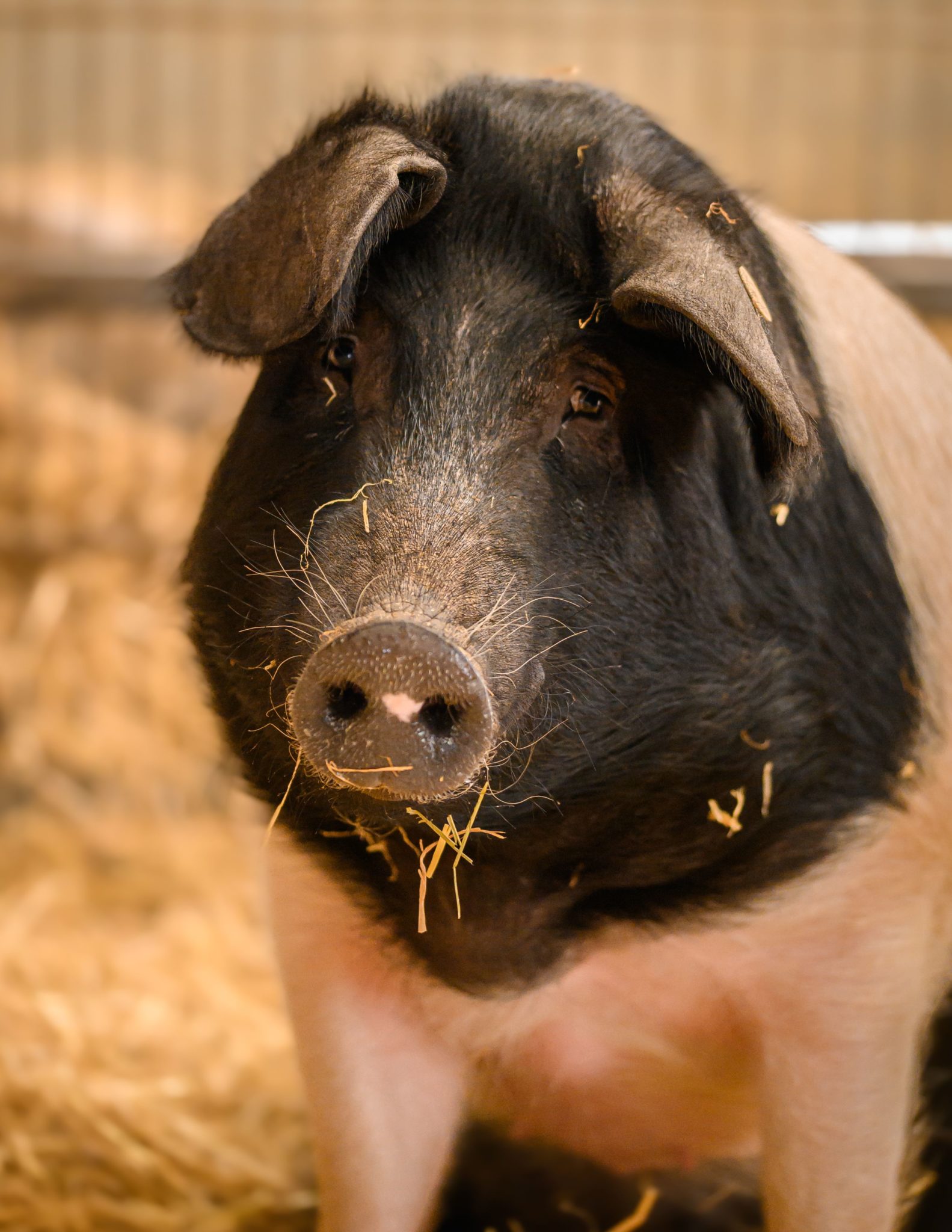 List of Farm Animals at Folly Farm • Farm animals A to Z