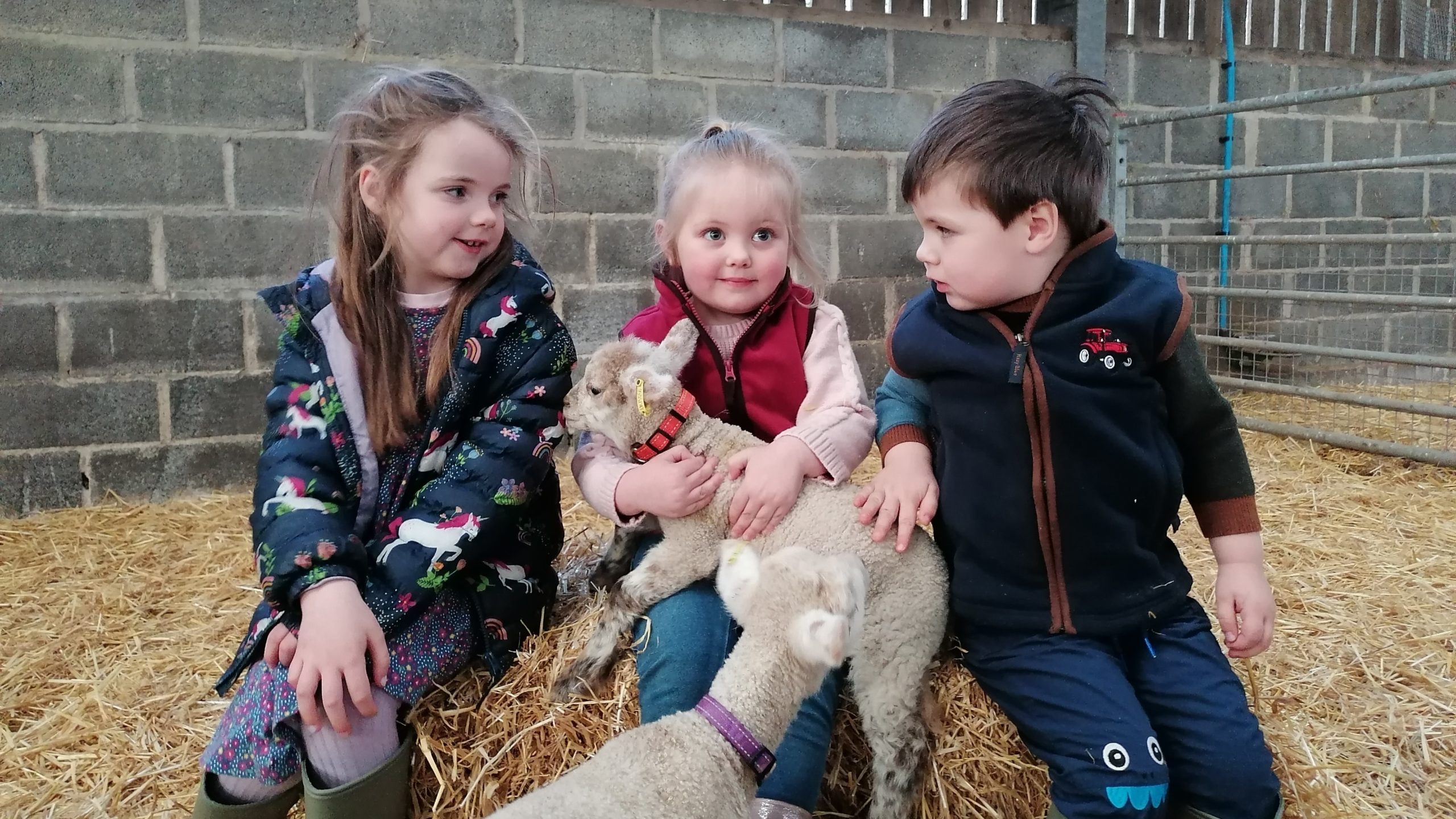 Barn Animal Webcam • Watch our Goats & Sheep Frolic in the Jolly Barn!