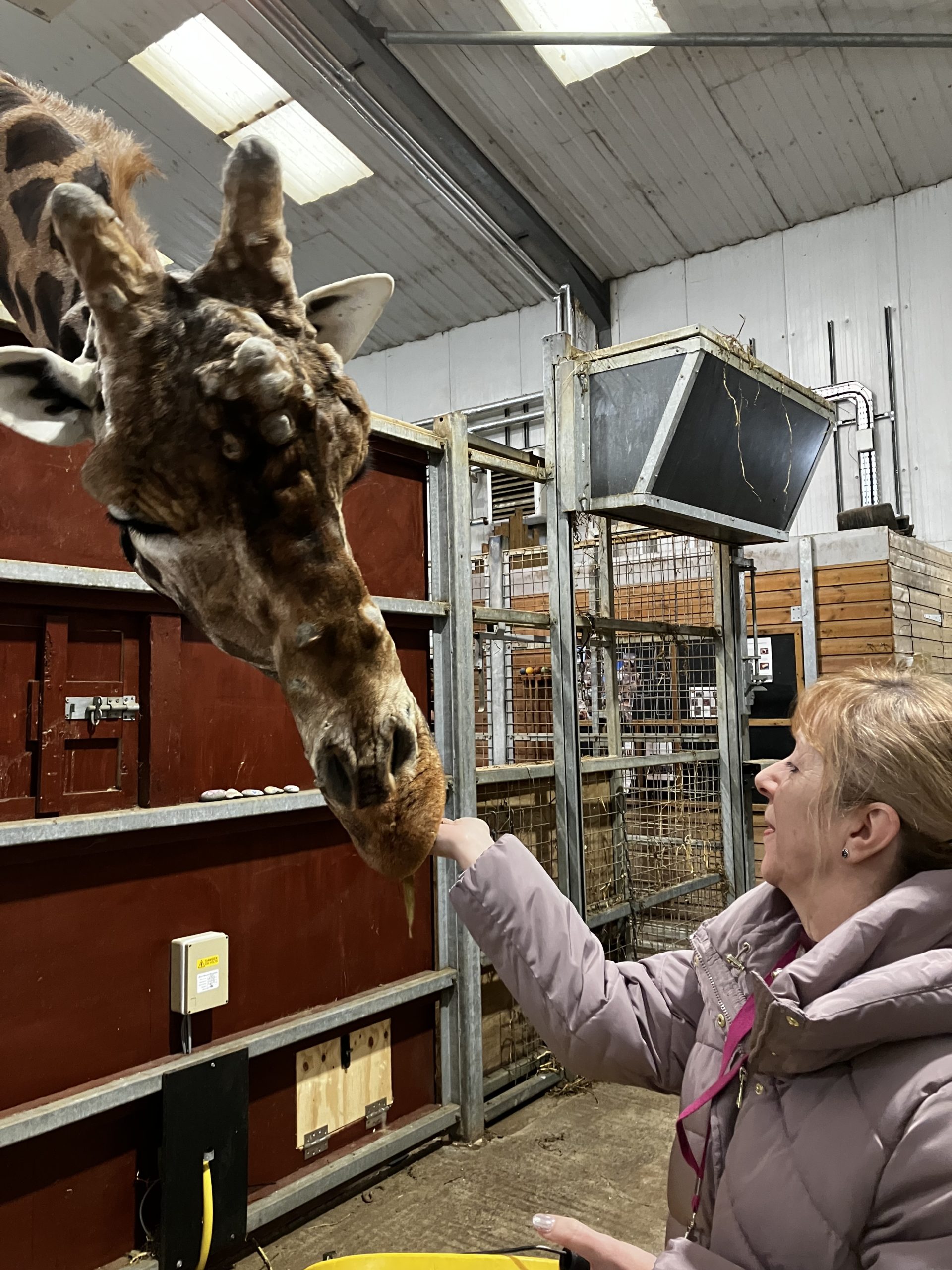 Giraffe Experience UK • Feed Giraffes at Folly Farm