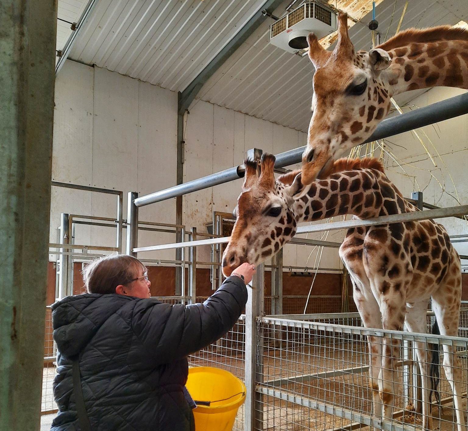 Giraffe Experience UK • Feed Giraffes at Folly Farm
