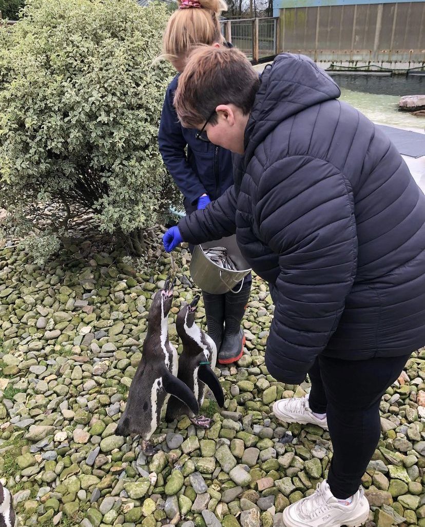 Penguin Experience UK • Feed the Penguins at Folly Farm