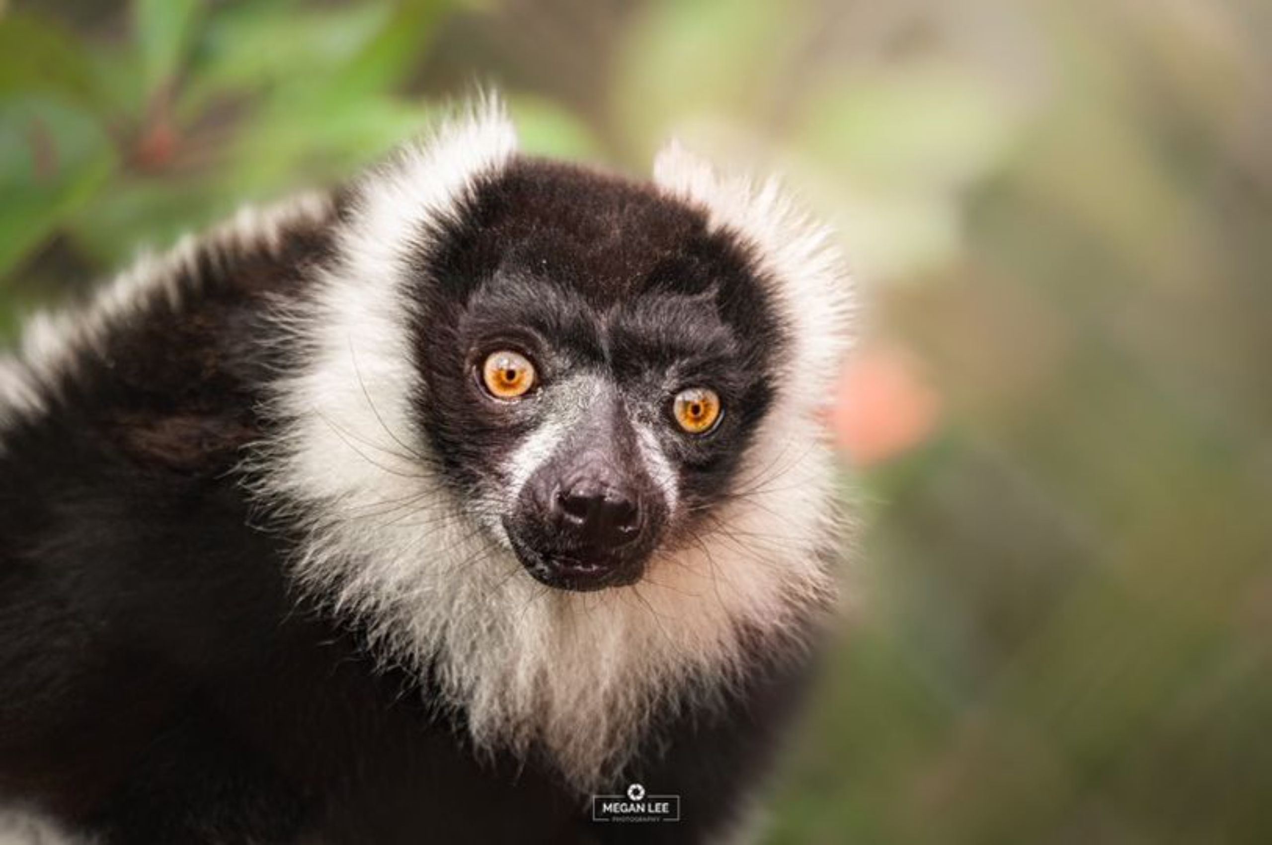 Mission Madagascar Opens • Folly Farm