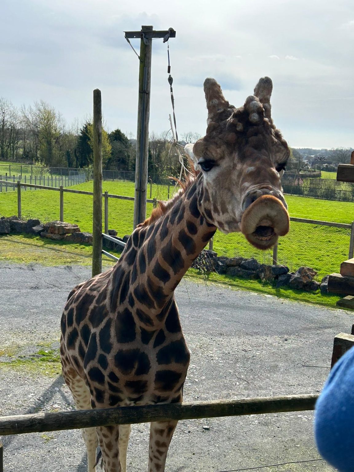 Giraffe Webcam • Live Giraffe Feed from Folly Farm in Wales