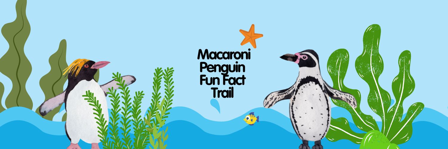 Macaroni Penguin Trail • Folly Farm