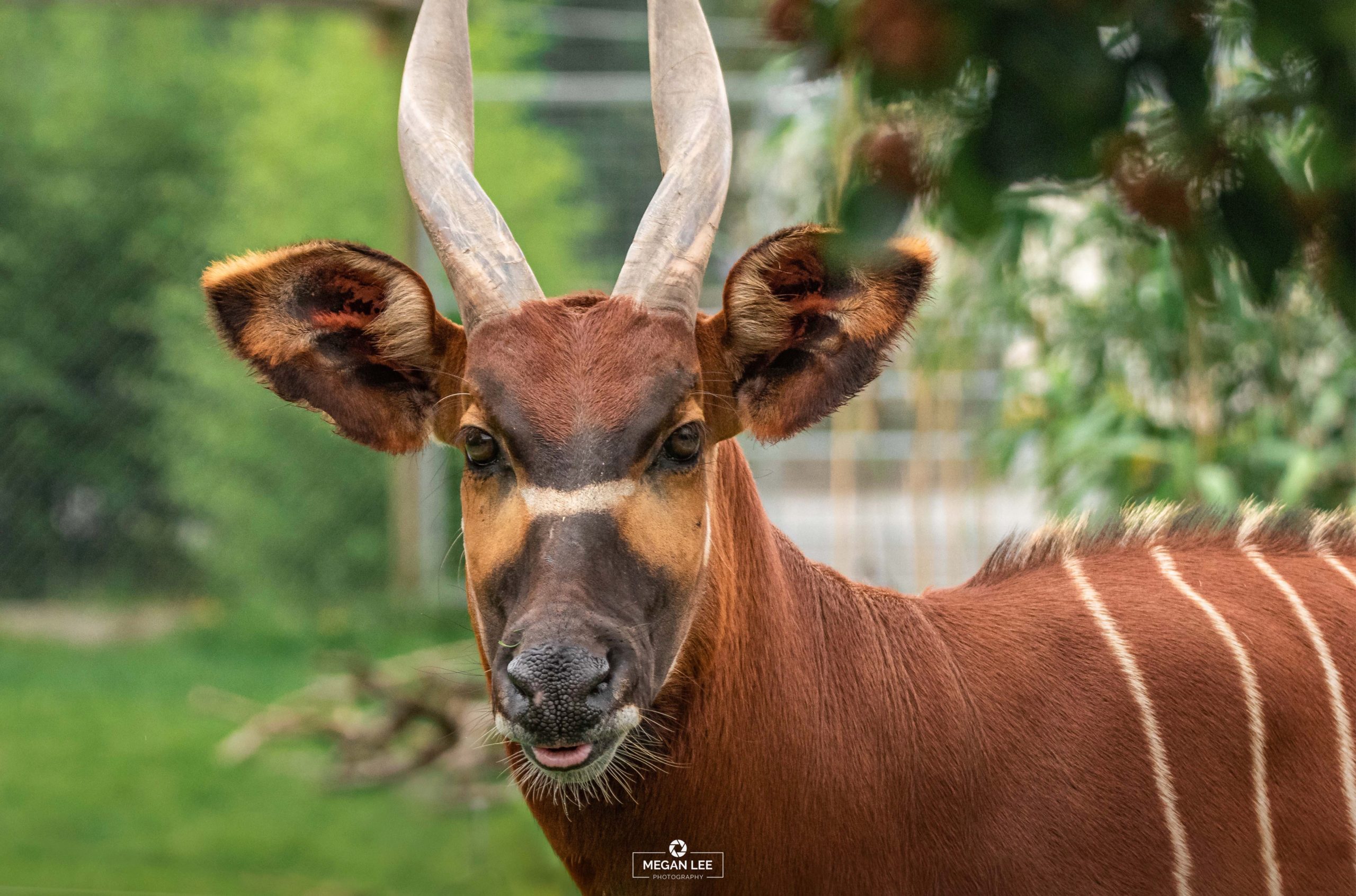 Two More Endangered Eastern Bongo Join the Zoo • Folly Farm