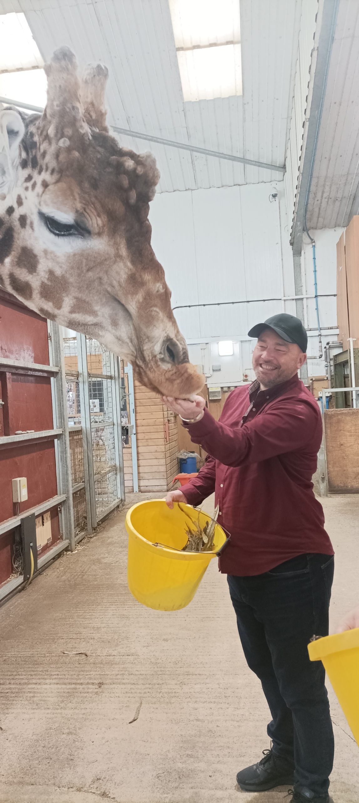 Giraffe Experience UK • Feed Giraffes at Folly Farm