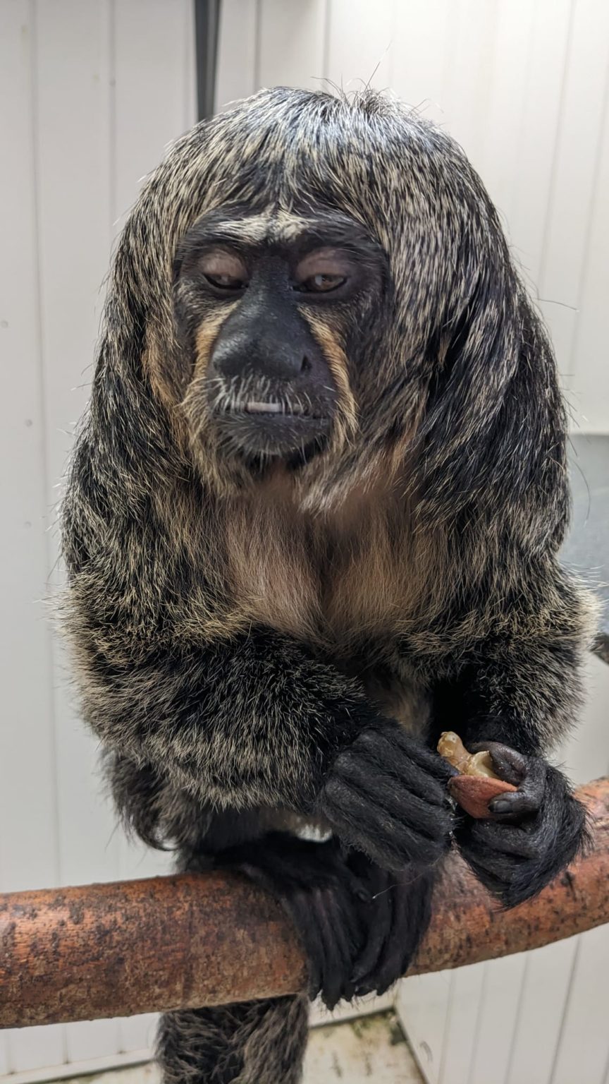 New Breeding Pair of Saki Monkeys Arrive at the Zoo • Folly Farm