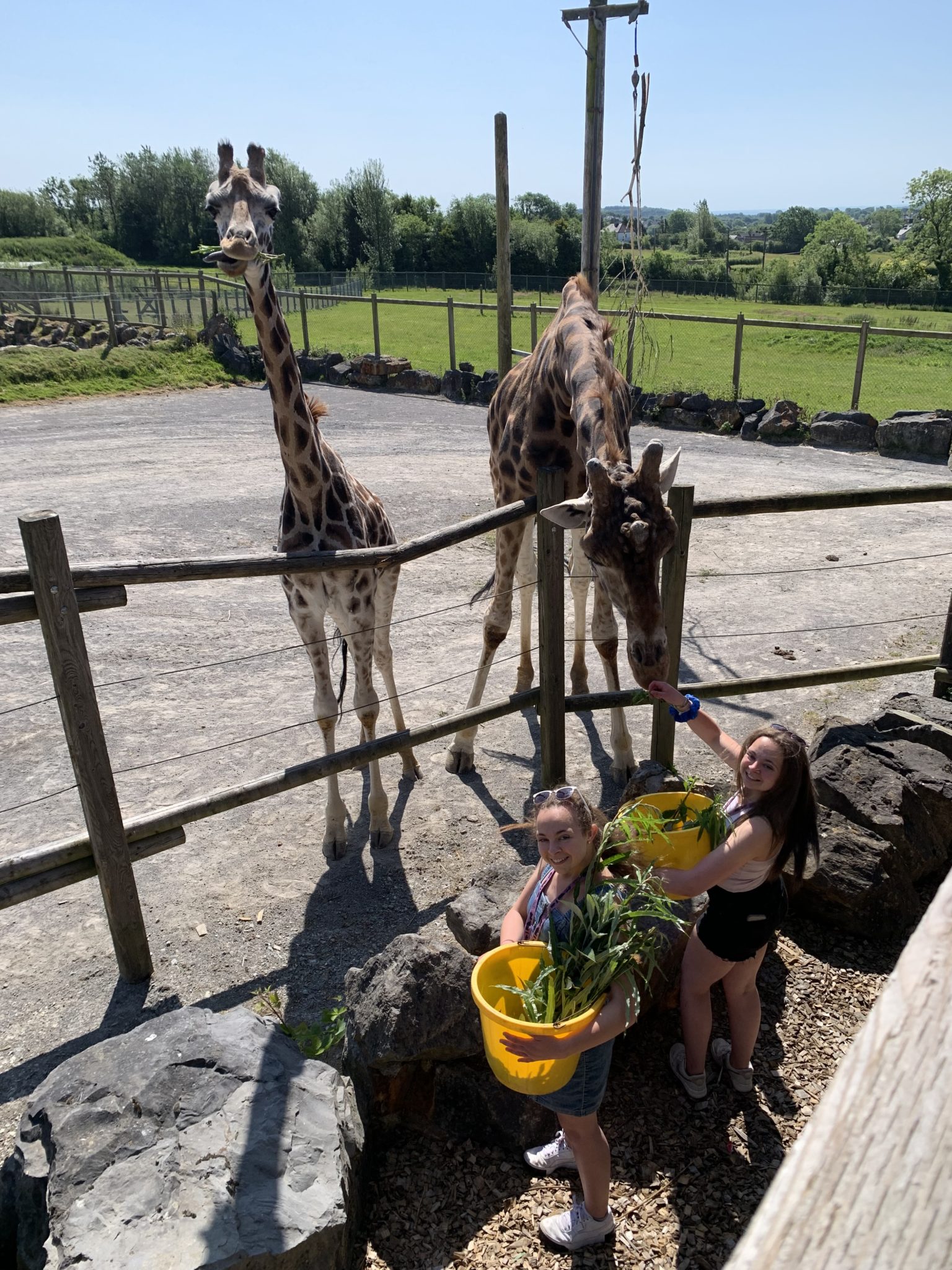 Giraffe Experience UK • Feed Giraffes at Folly Farm