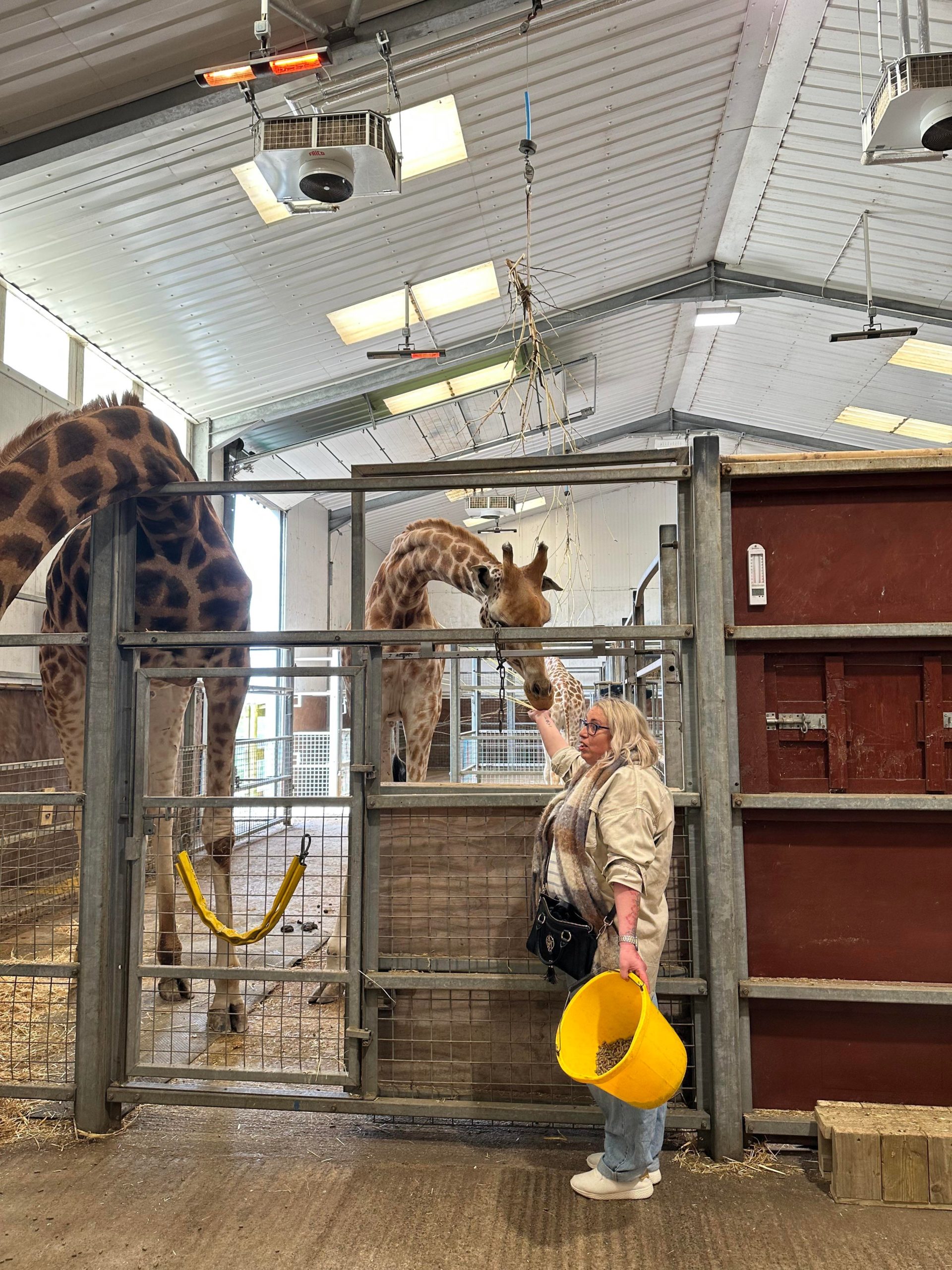 Giraffe Experience UK • Feed Giraffes at Folly Farm