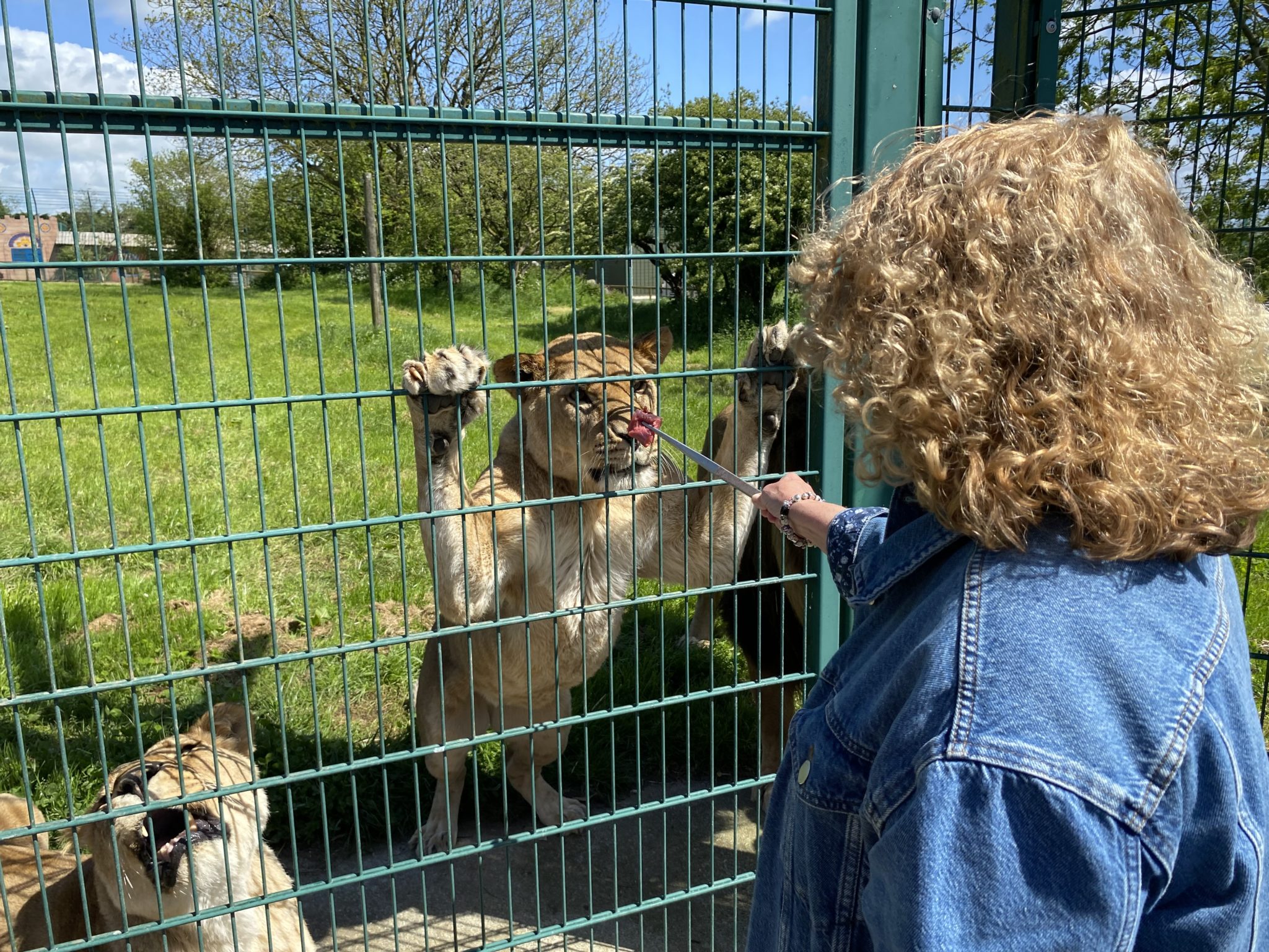 Lion Experience UK • Lion Feeding at Folly Farm