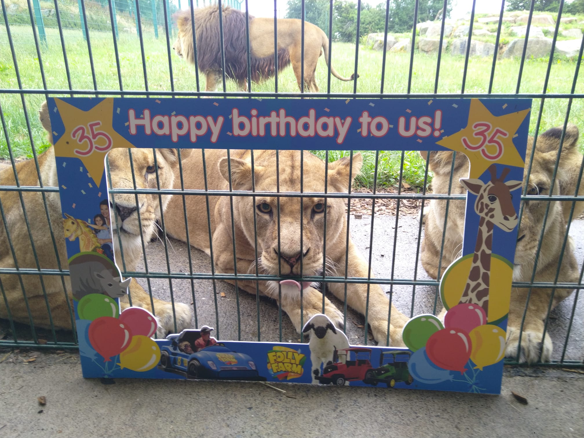 Celebrating 35 years of Folly Fun • Folly Farm