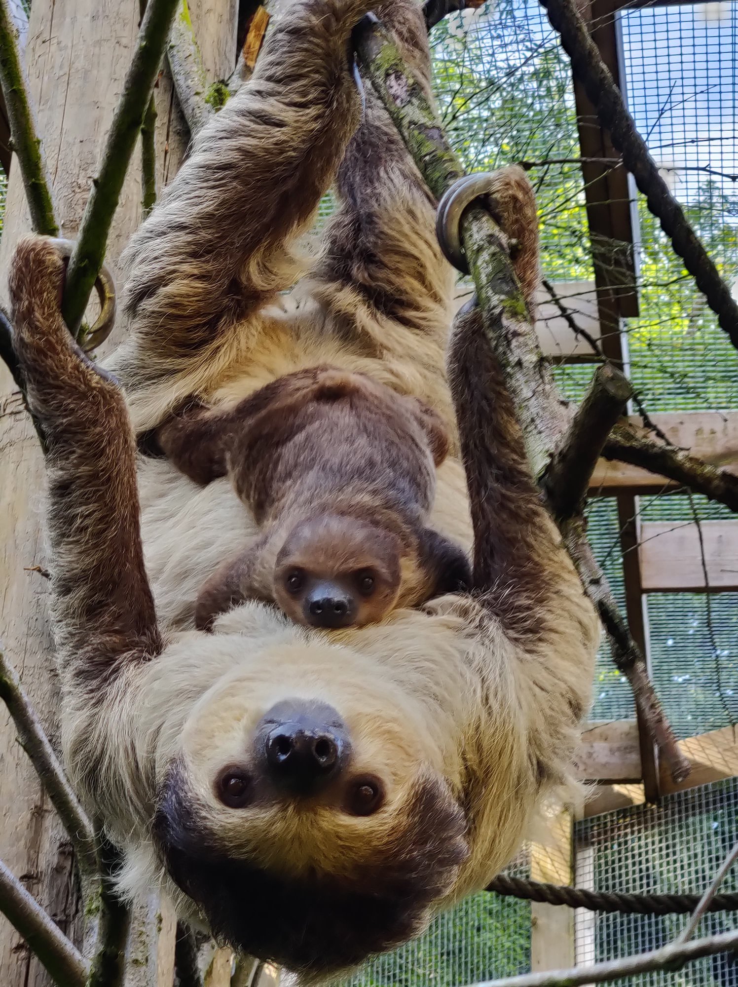 New Young Sloth Arrives at the Zoo • Folly Farm