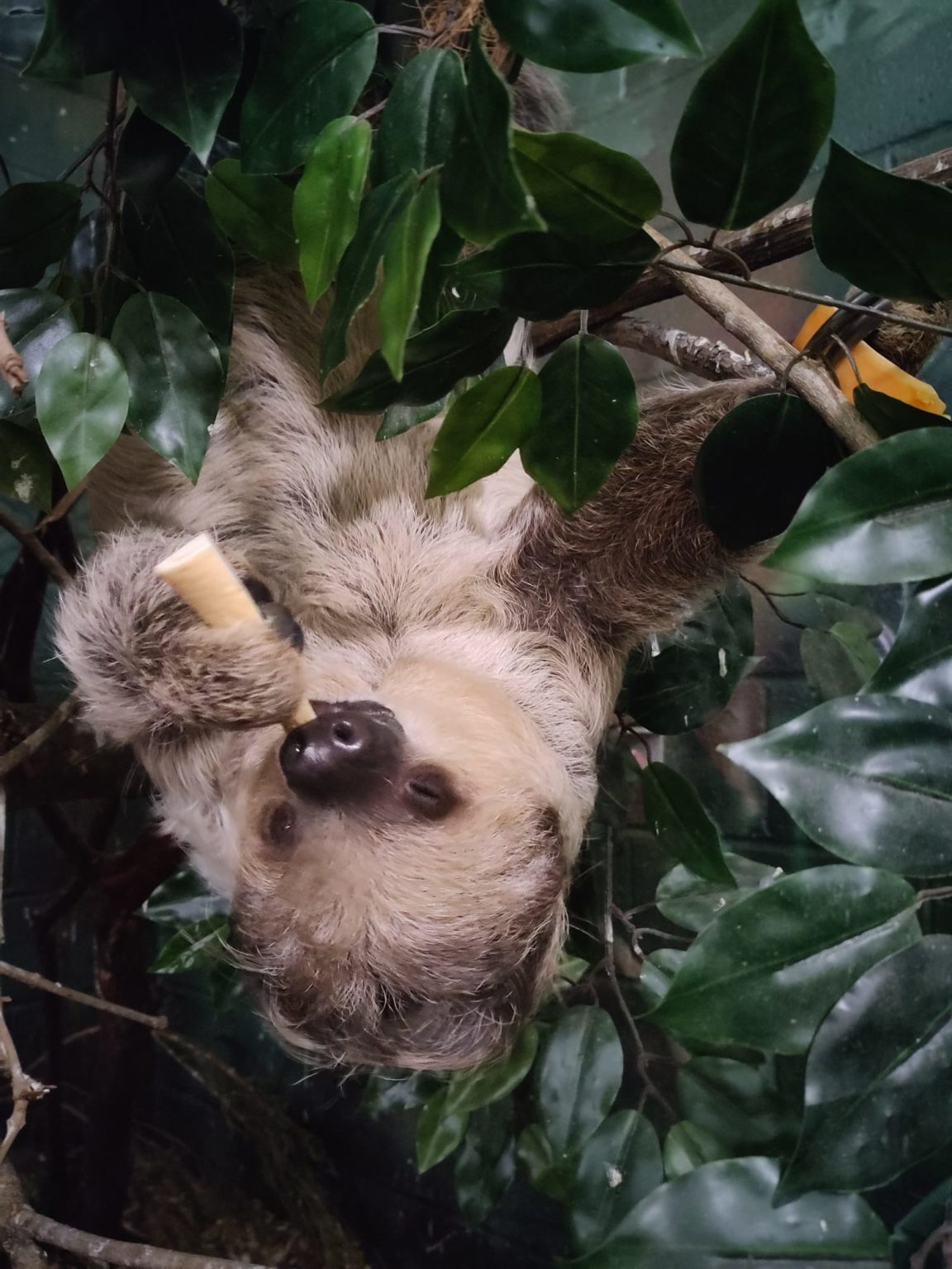 Sloth Facts for Kids • Two Toed Sloths Facts & Information