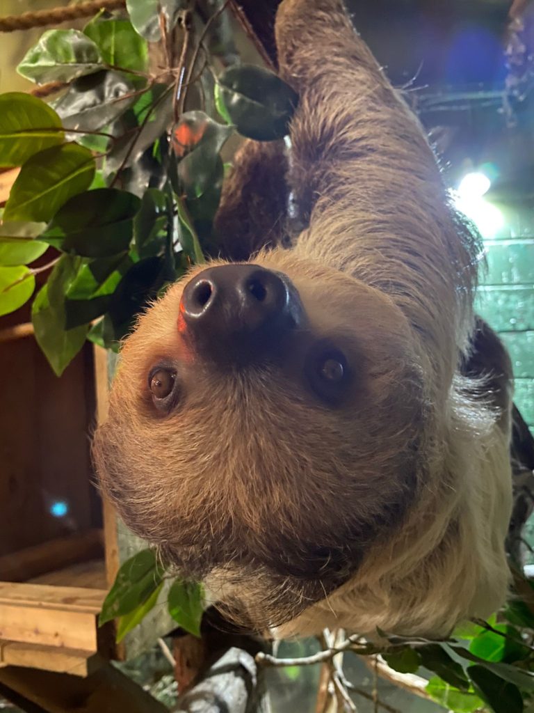 New Young Sloth Arrives at the Zoo • Folly Farm