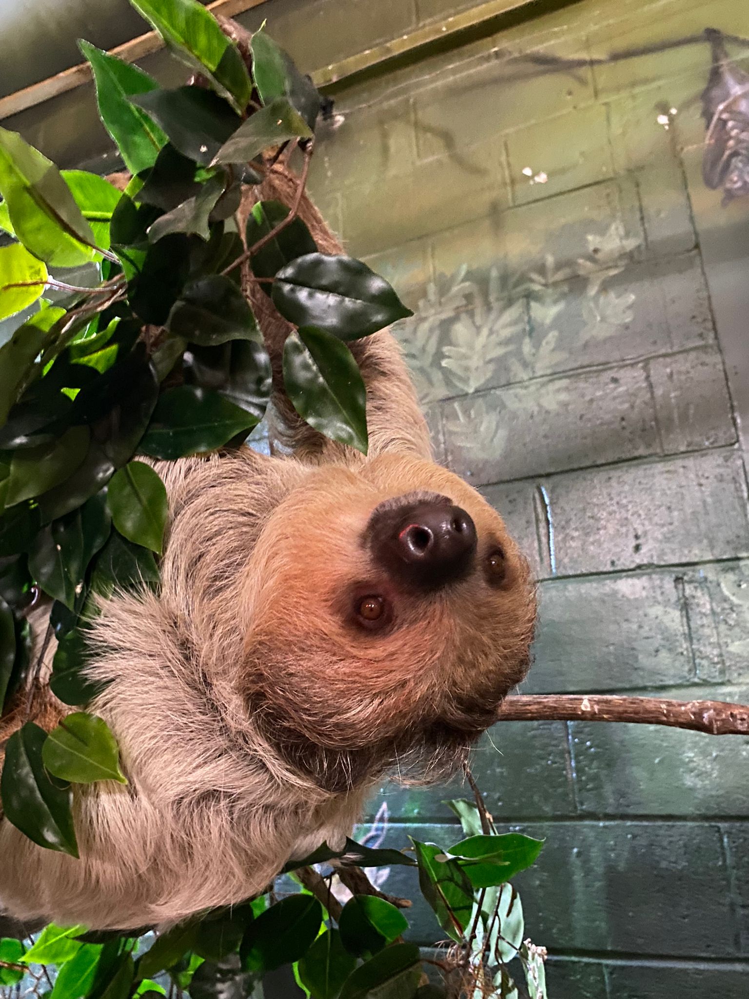 New Young Sloth Arrives at the Zoo • Folly Farm