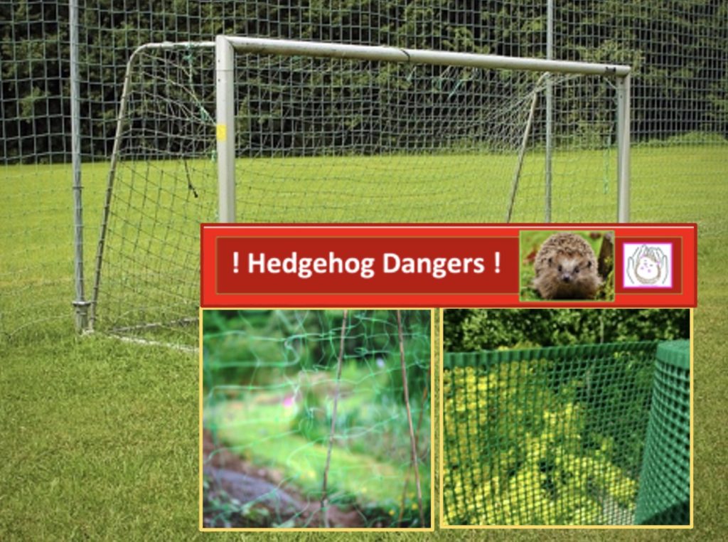 Wales Nature Week - 10 Tips for helping hedgehogs • Folly Farm