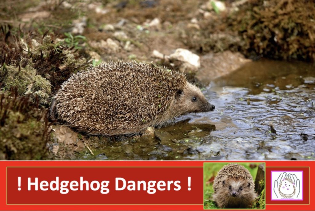 Wales Nature Week - 10 Tips for helping hedgehogs • Folly Farm