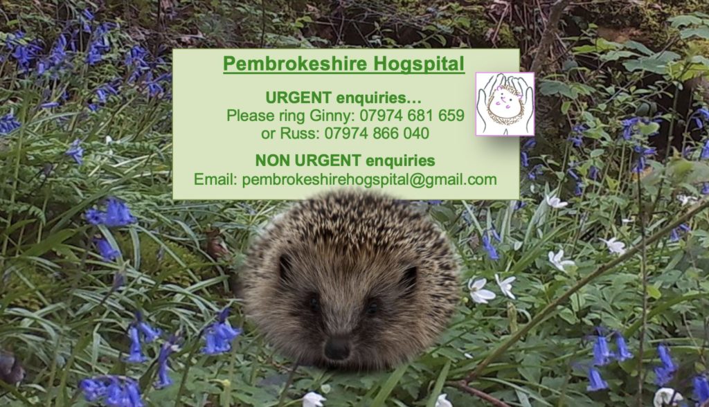 Wales Nature Week - 10 Tips for helping hedgehogs • Folly Farm