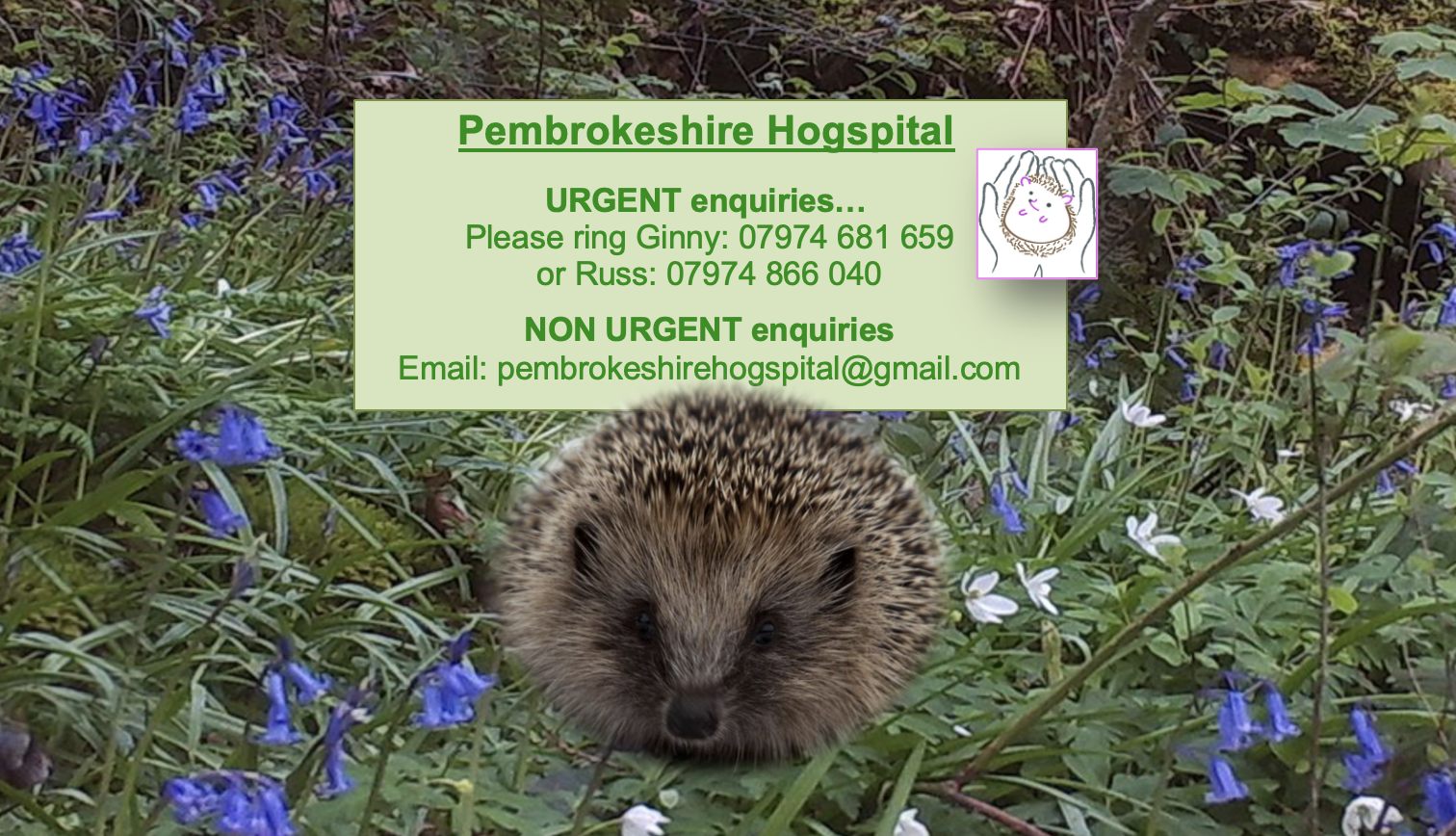 Wales Nature Week - 10 Tips for helping hedgehogs • Folly Farm