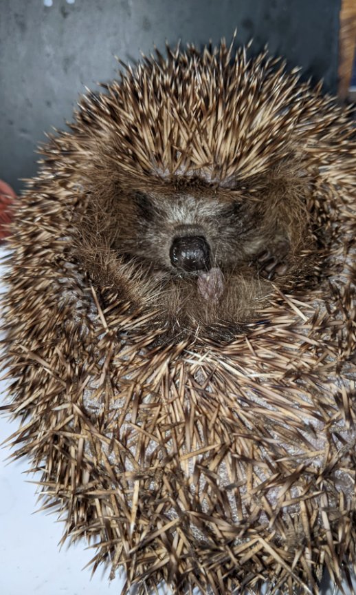 Wales Nature Week - 10 Tips for helping hedgehogs • Folly Farm