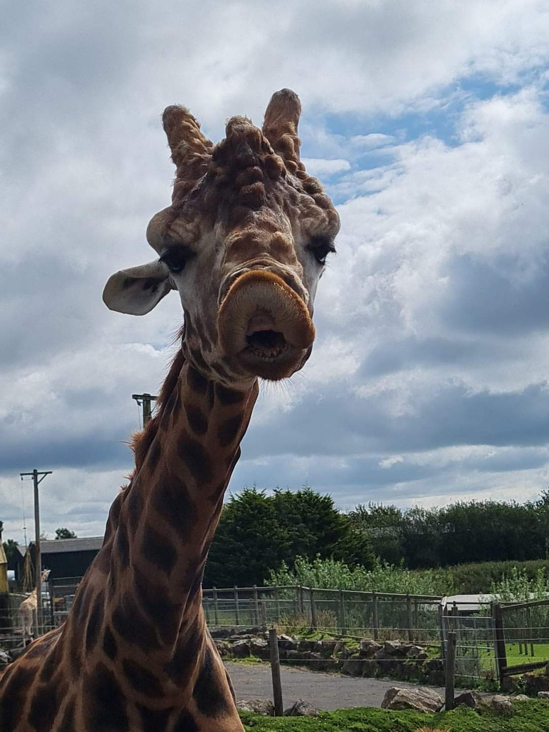 Giraffe Experience UK • Feed Giraffes at Folly Farm