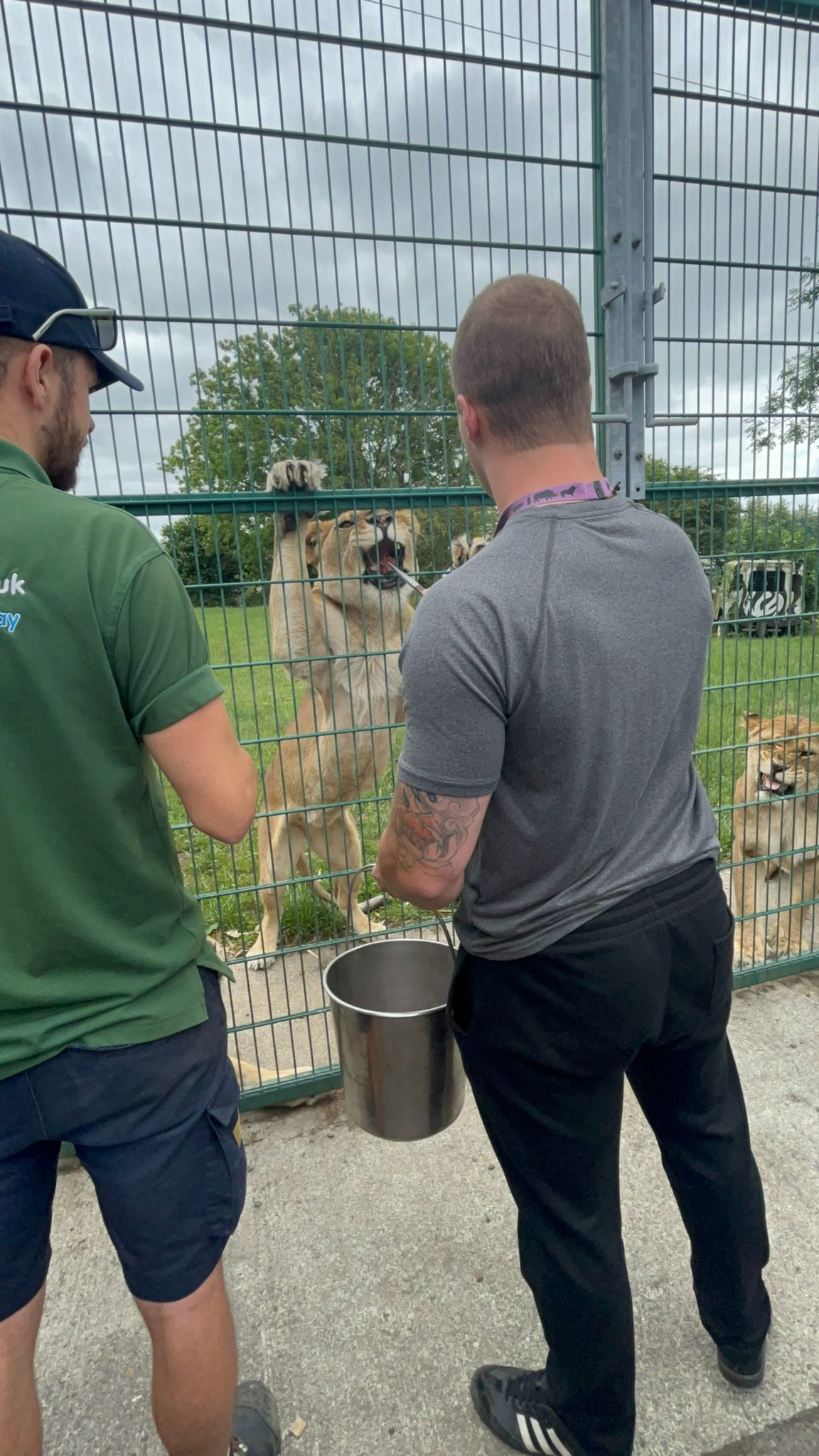 Lion Experience UK • Lion Feeding at Folly Farm