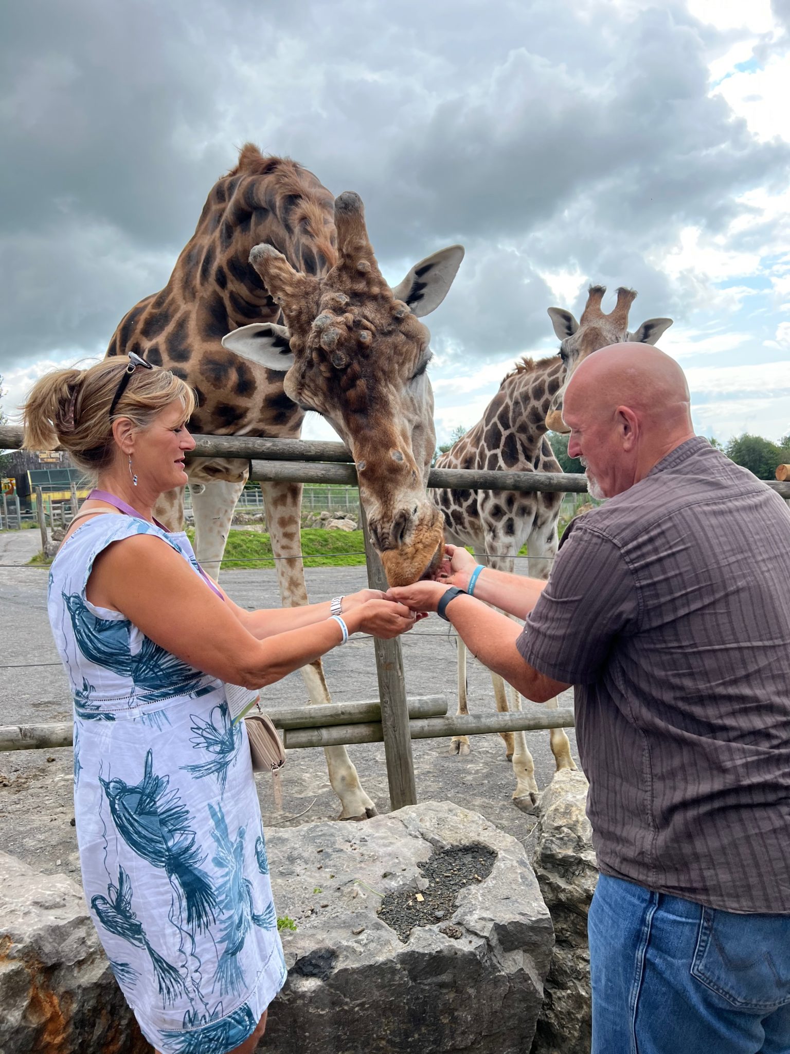 Giraffe Experience UK • Feed Giraffes at Folly Farm
