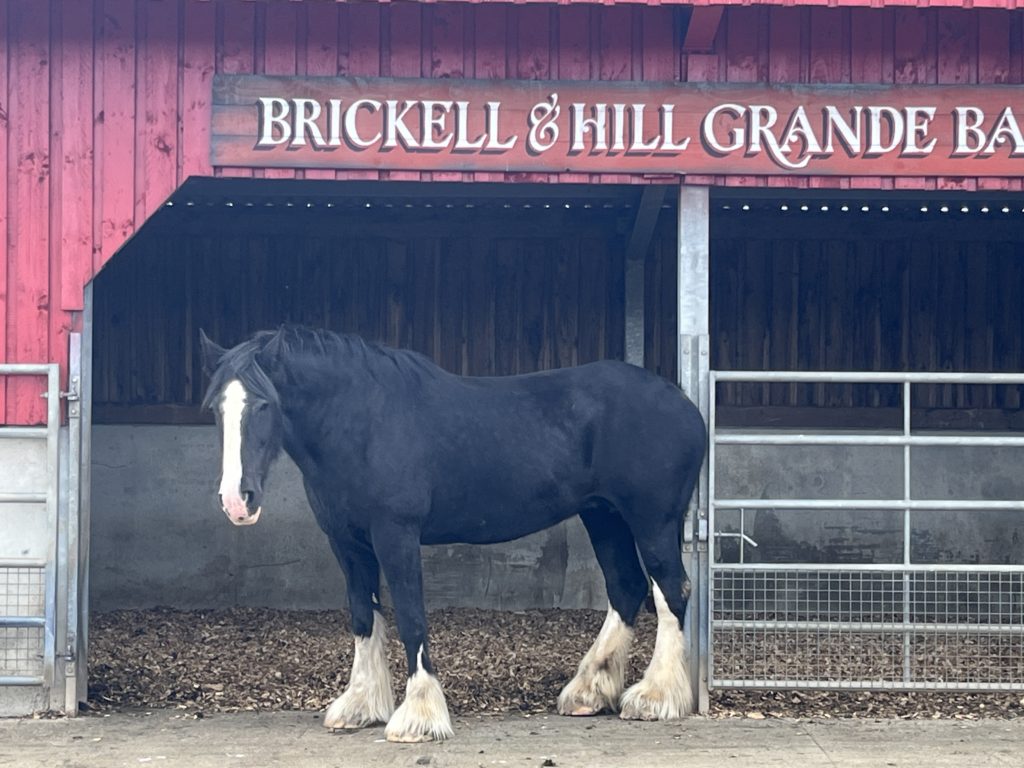 Gentle Giant Peggy joins the Farm Family • Folly Farm