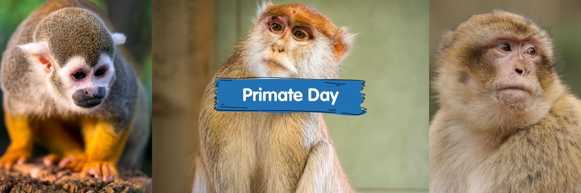 Primate day at Folly Farm • Folly Farm