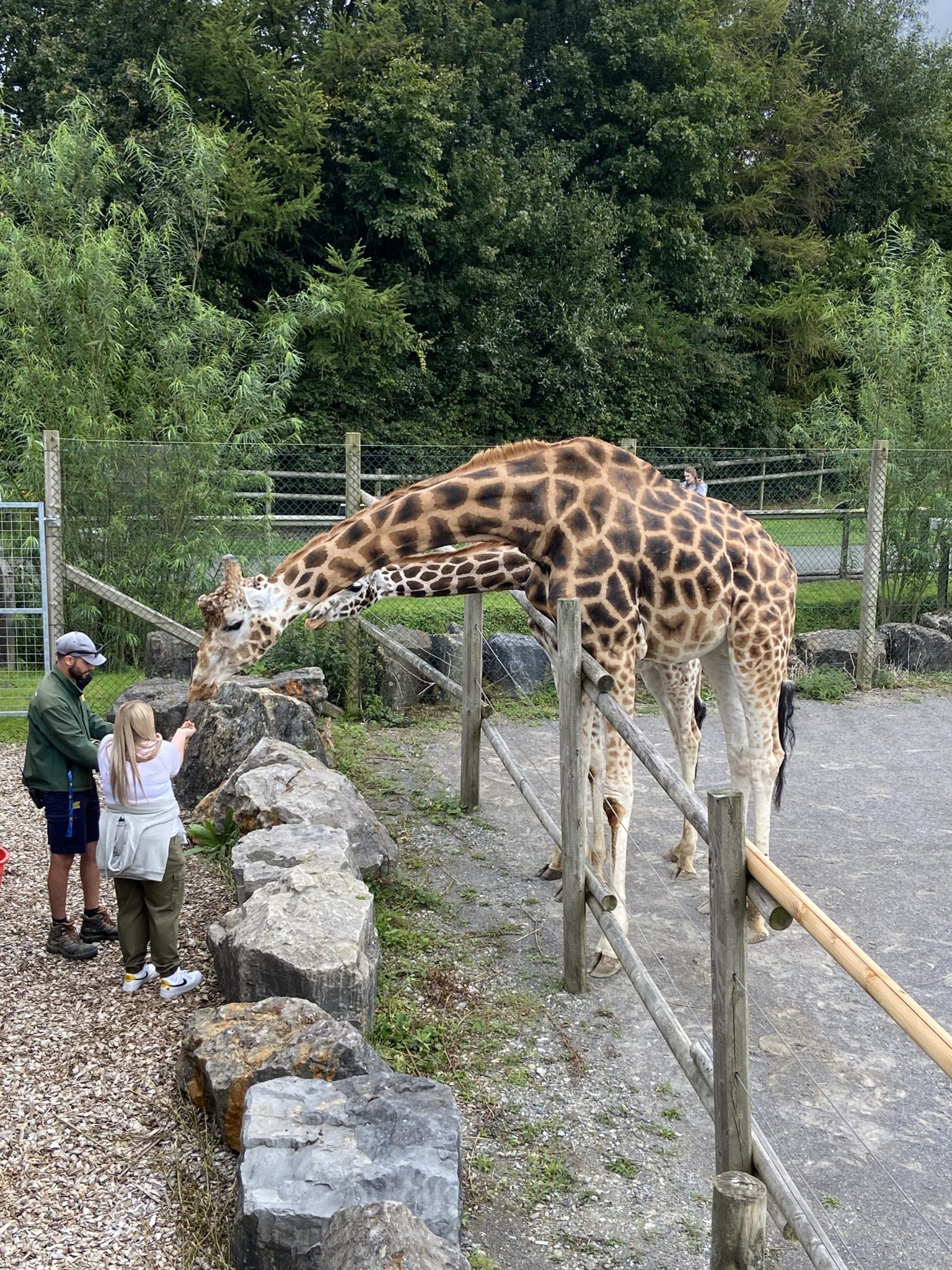 Giraffe Experience UK • Feed Giraffes at Folly Farm