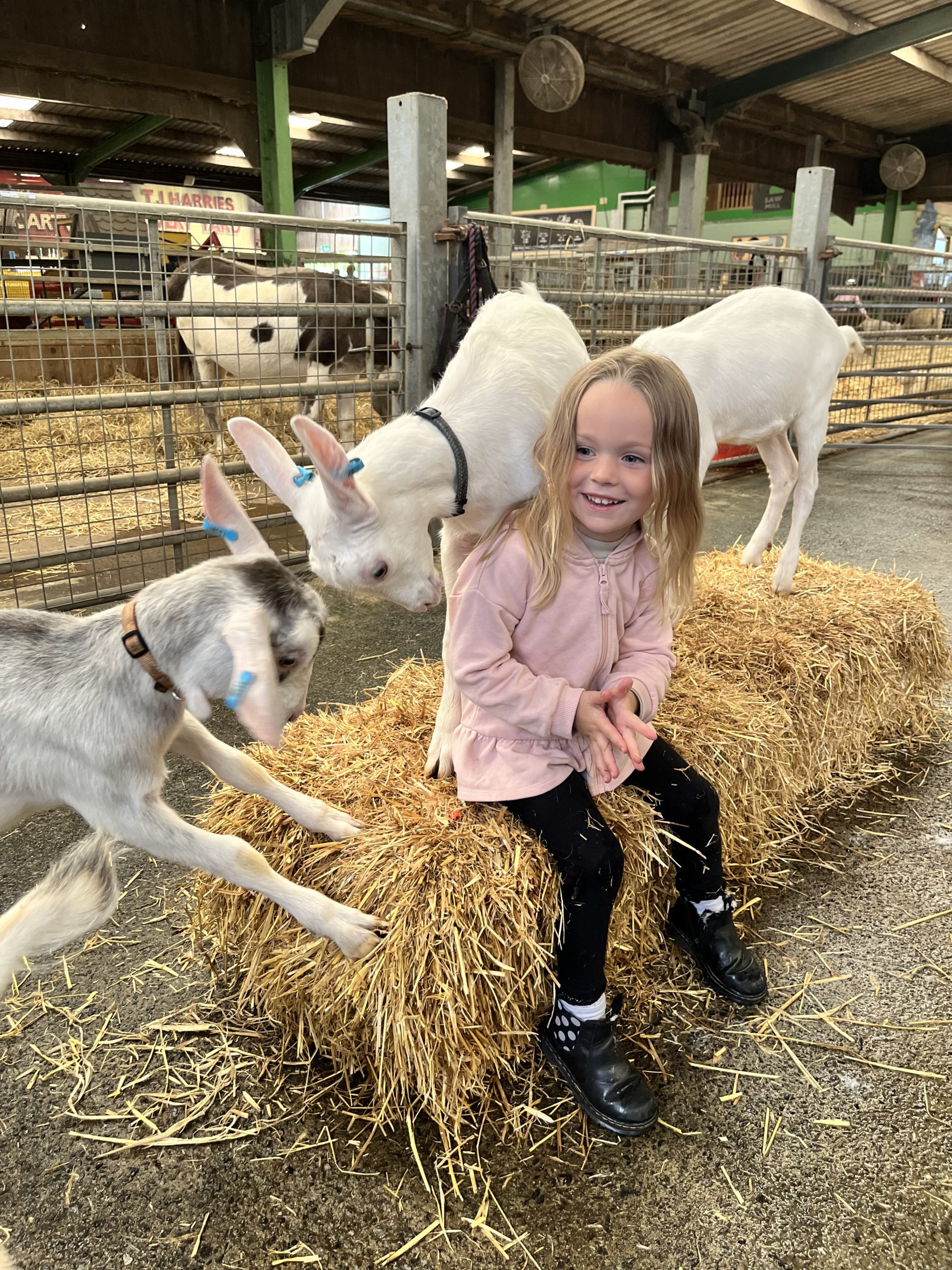 Bottle Feed The Goats at Folly Farm Adventure Park & Zoo